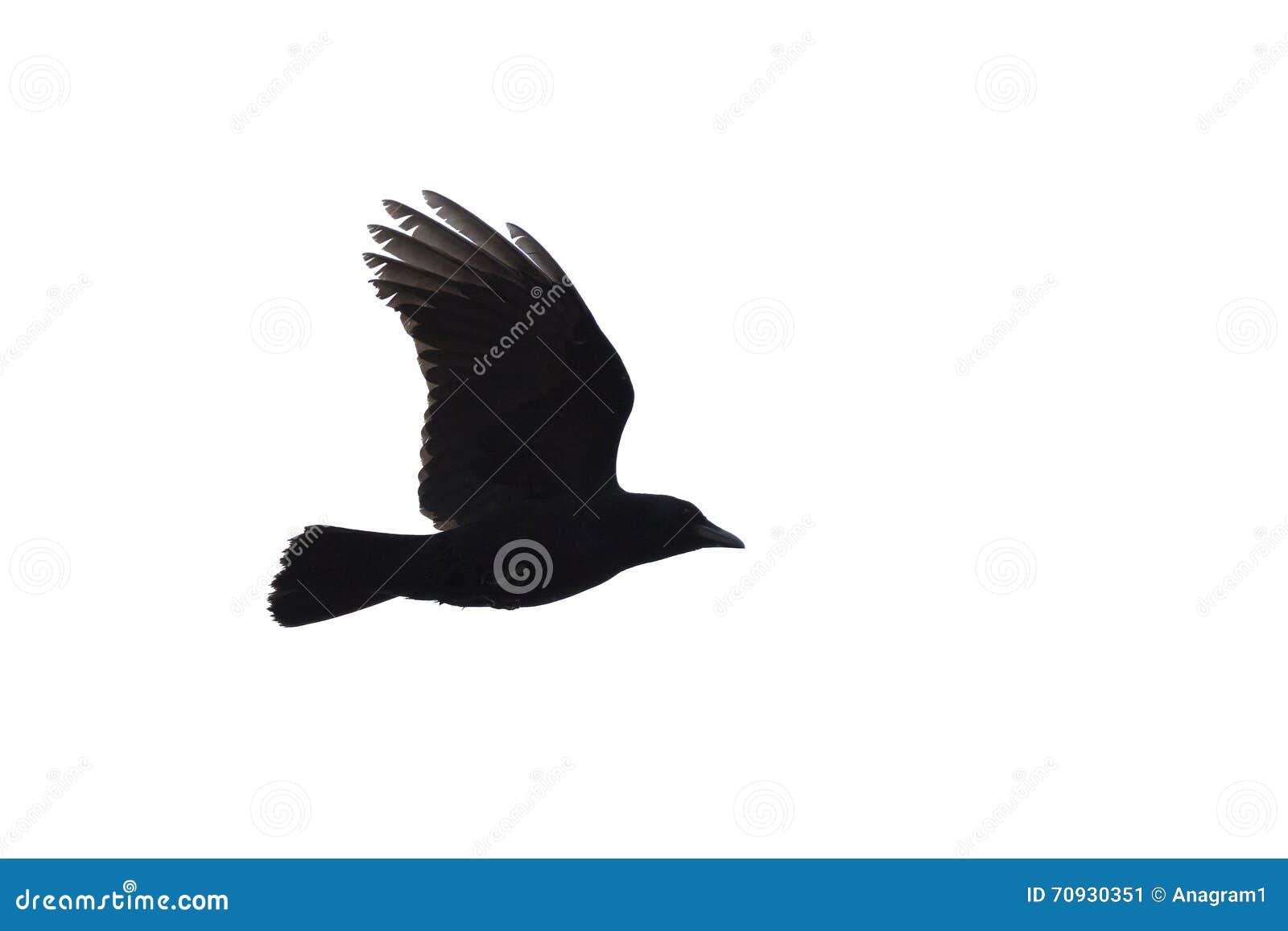Carrian crow in flight stock image. Image of view, space - 70930351