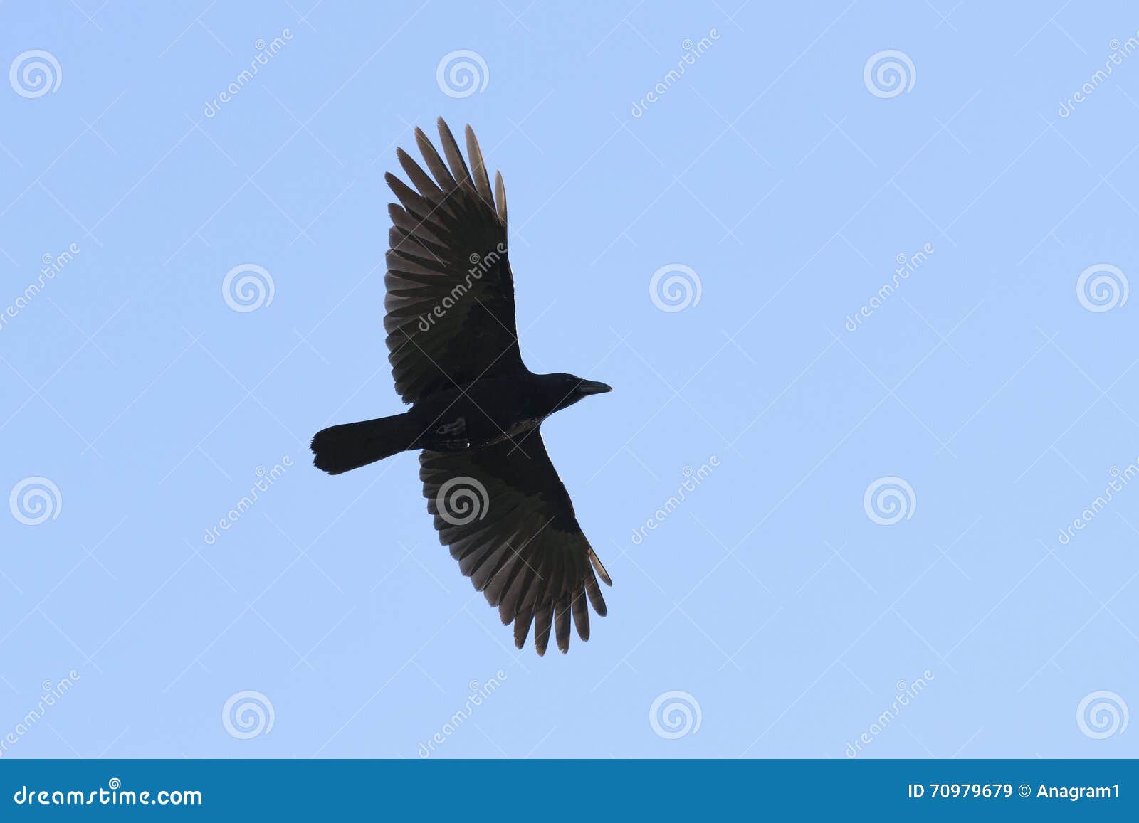 Carrian crow in flight stock image. Image of black, space - 70979679