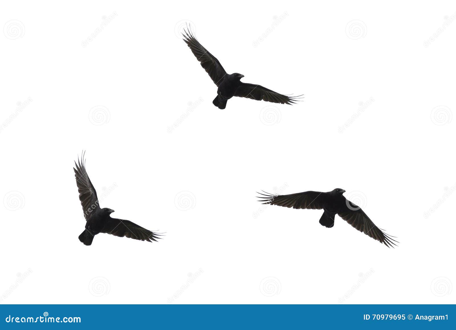 Carrian crows in flight stock image. Image of silhouettes - 70979695