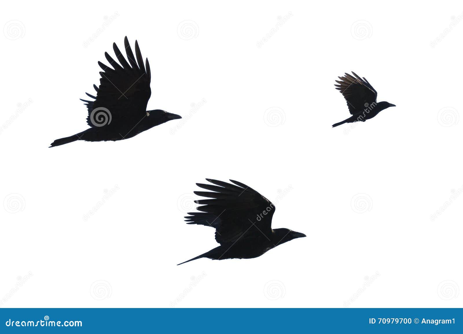 Carrian crows in flight stock photo. Image of wide, side - 70979700