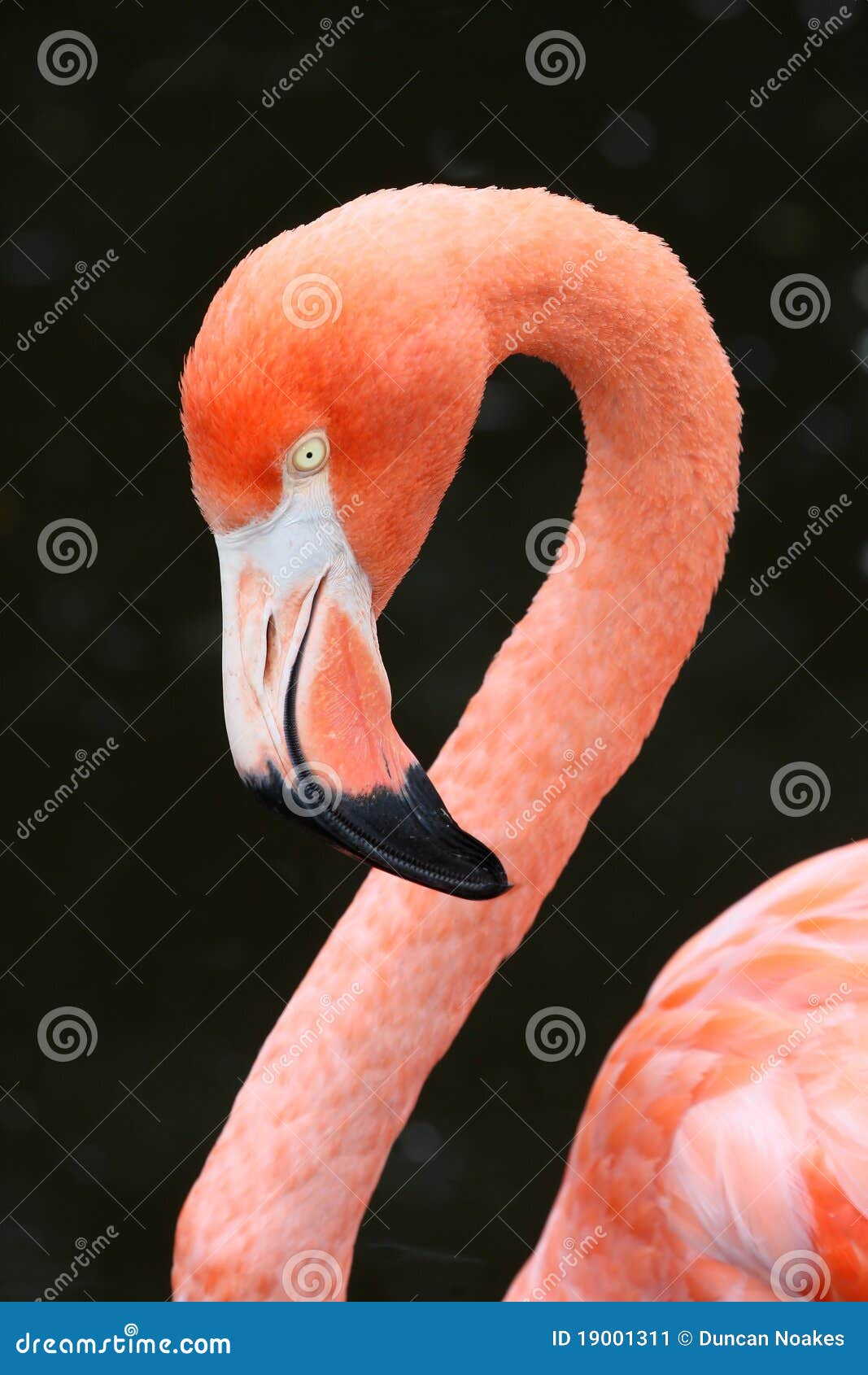 Flamingo Bird Relaxing / Sitting Down In The Grass Royalty-Free Stock ...