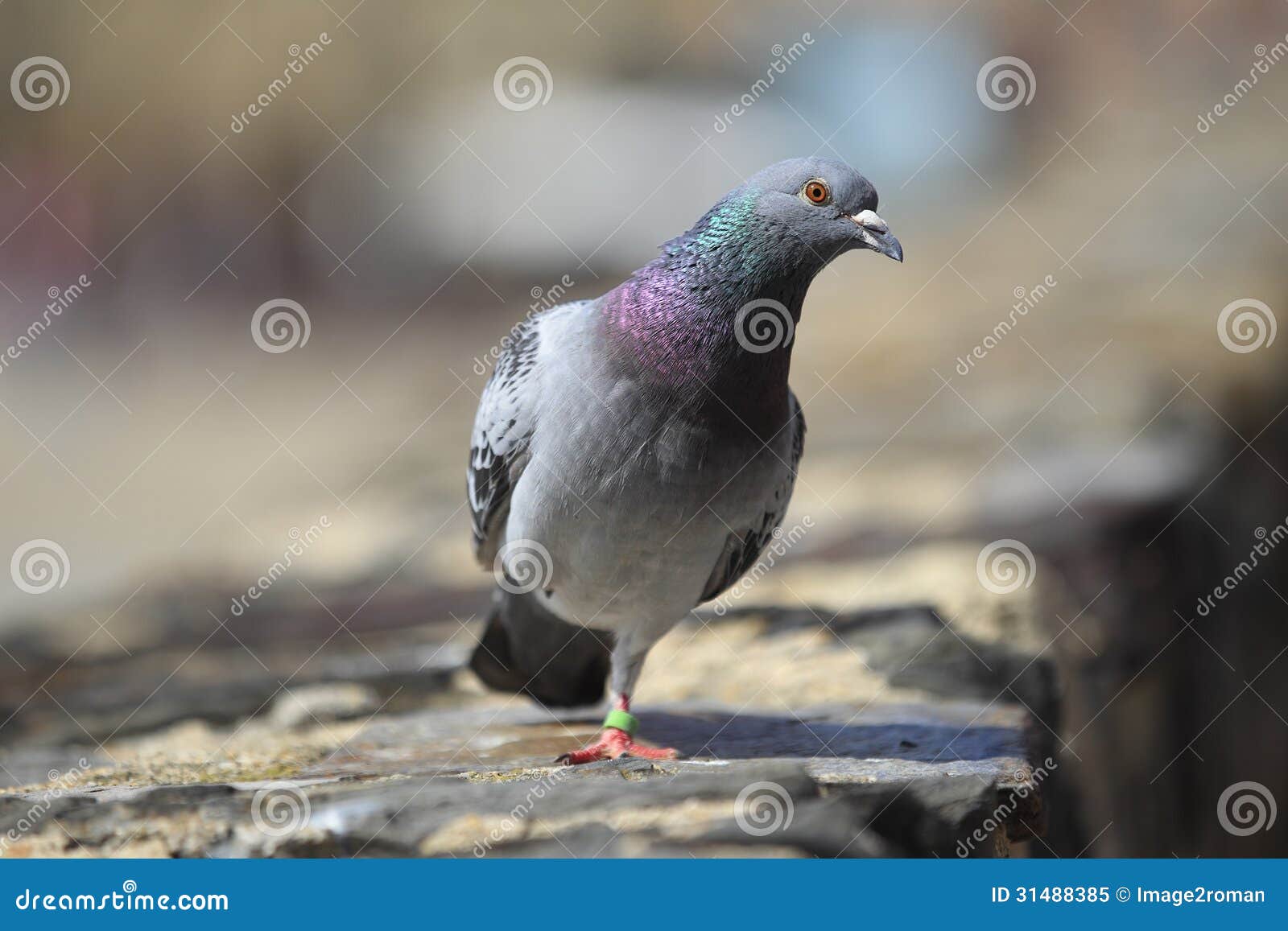Carrier Pigeon With Letter Royalty-Free Stock Photo | CartoonDealer.com ...