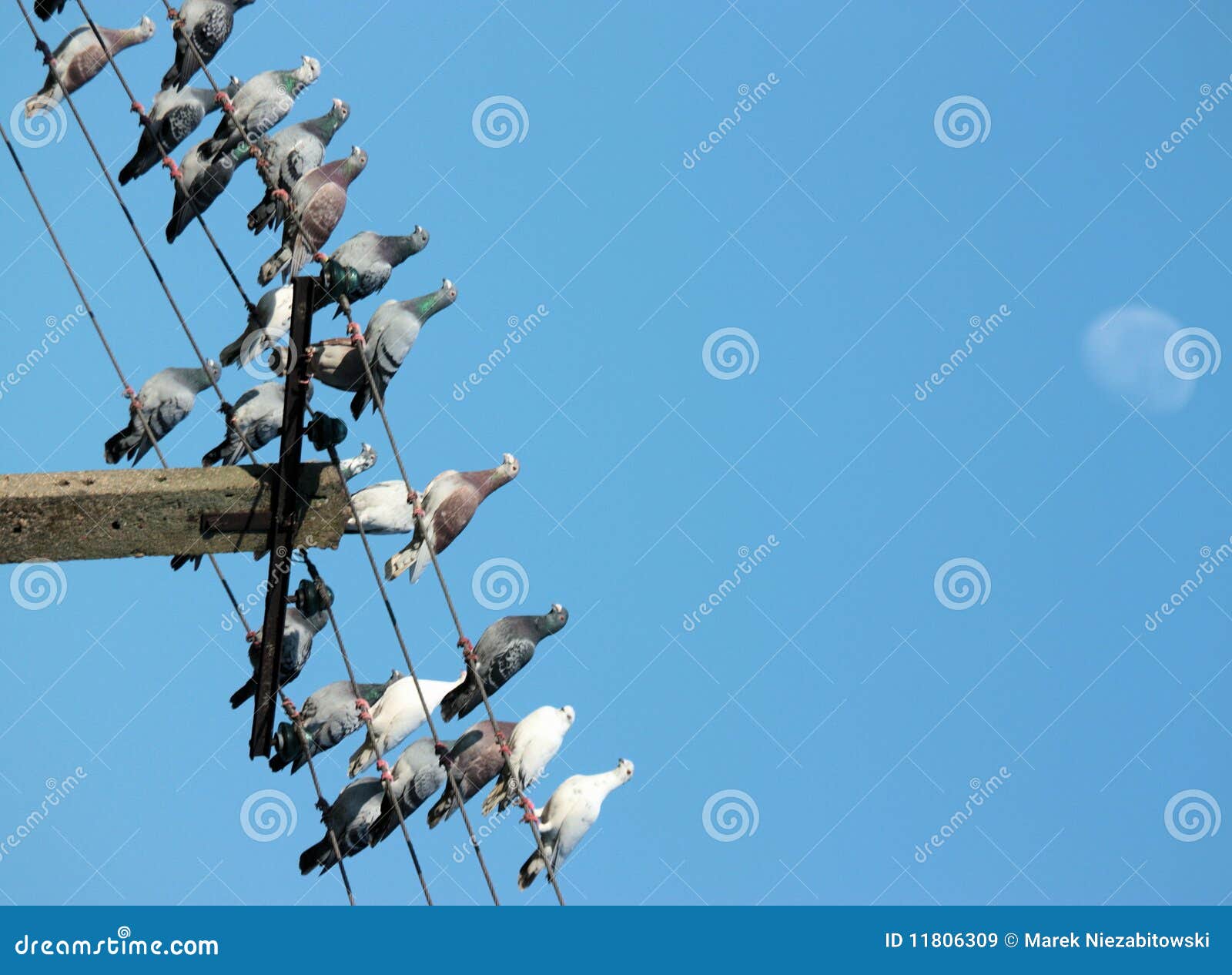 A carrier pigeons stock image. Image of pillar, colours - 11806309