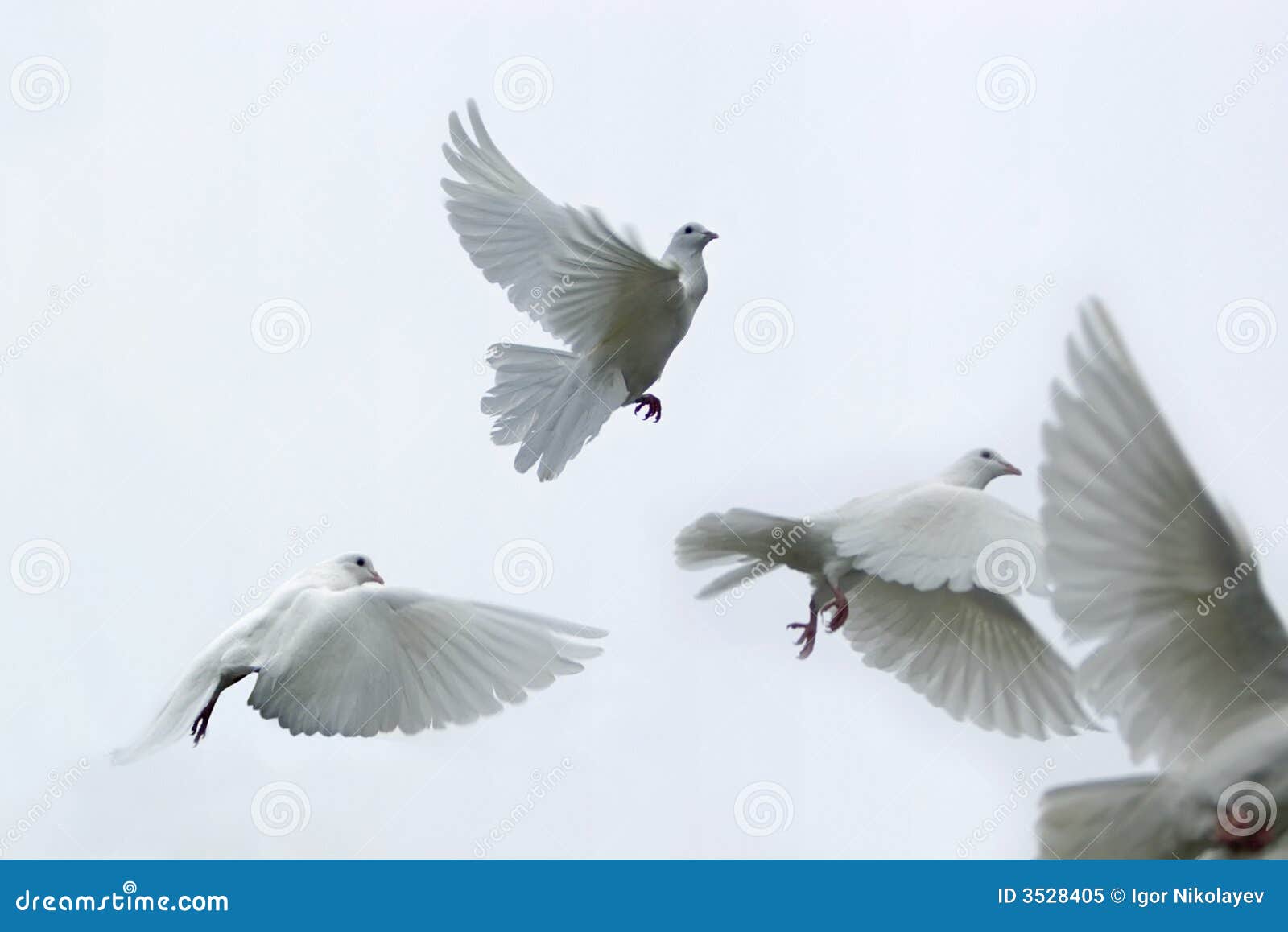 Carrier pigeons stock image. Image of wings, communication - 3528405