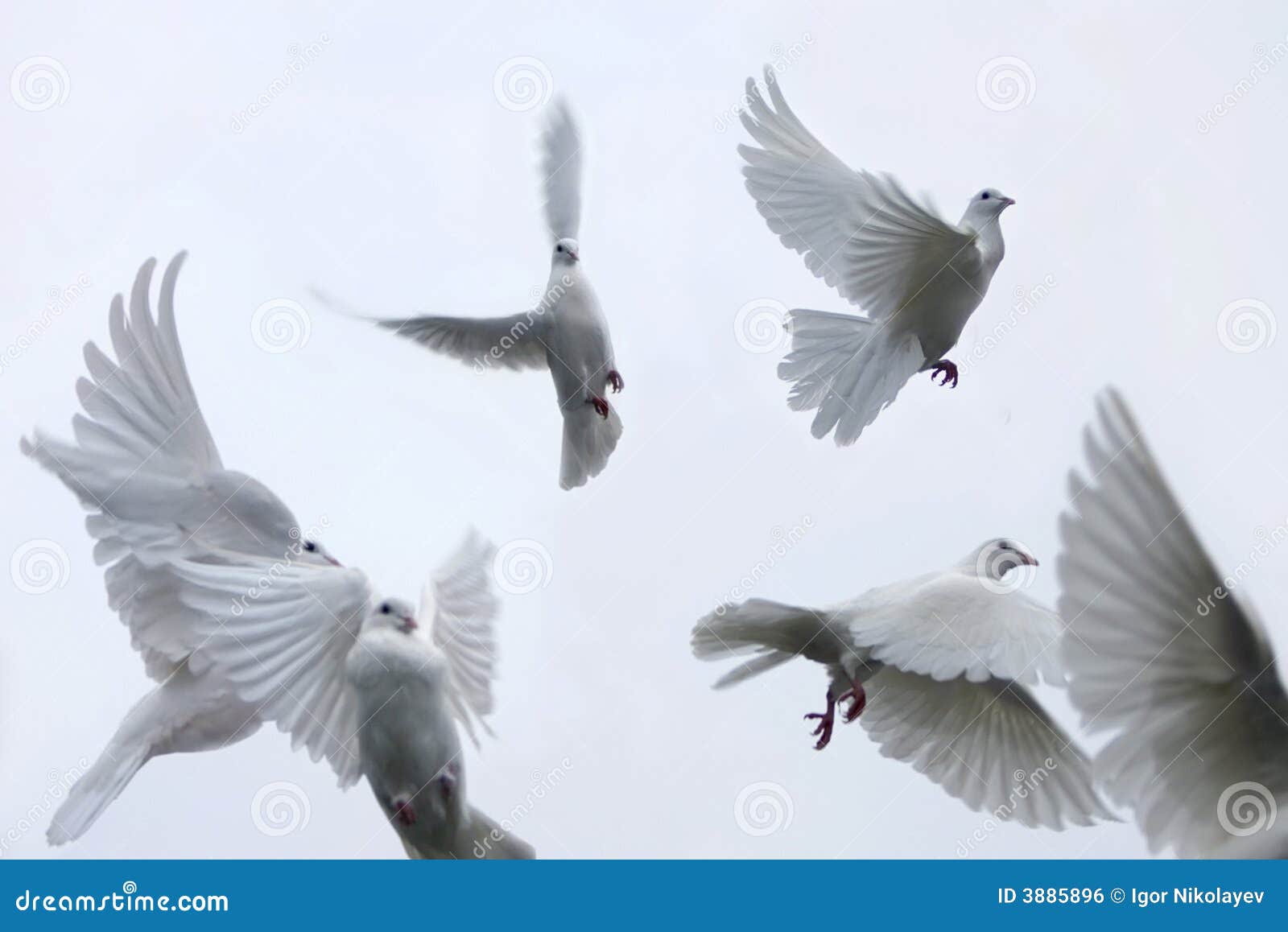 Carrier pigeons stock photo. Image of doves, wings, birds - 3885896