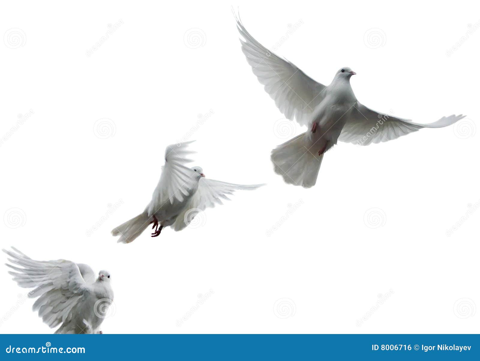 Carrier pigeons stock photo. Image of communication, connection - 8006716