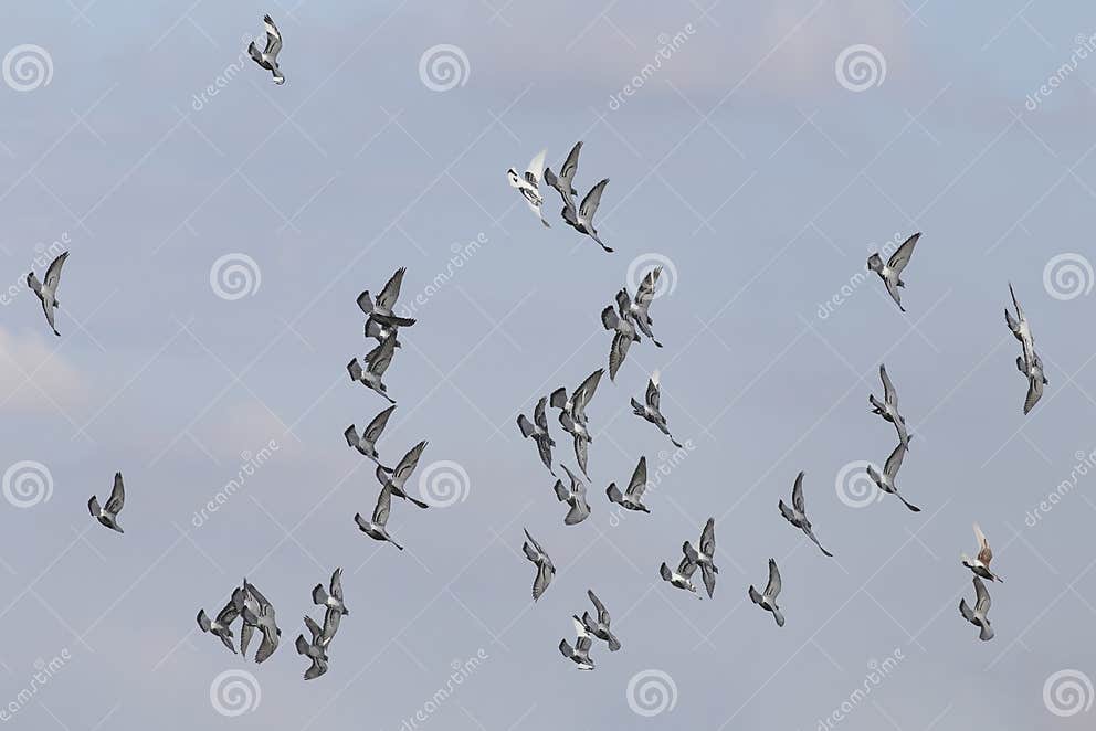 Carrier pigeons in flight stock photo. Image of natural - 307030098