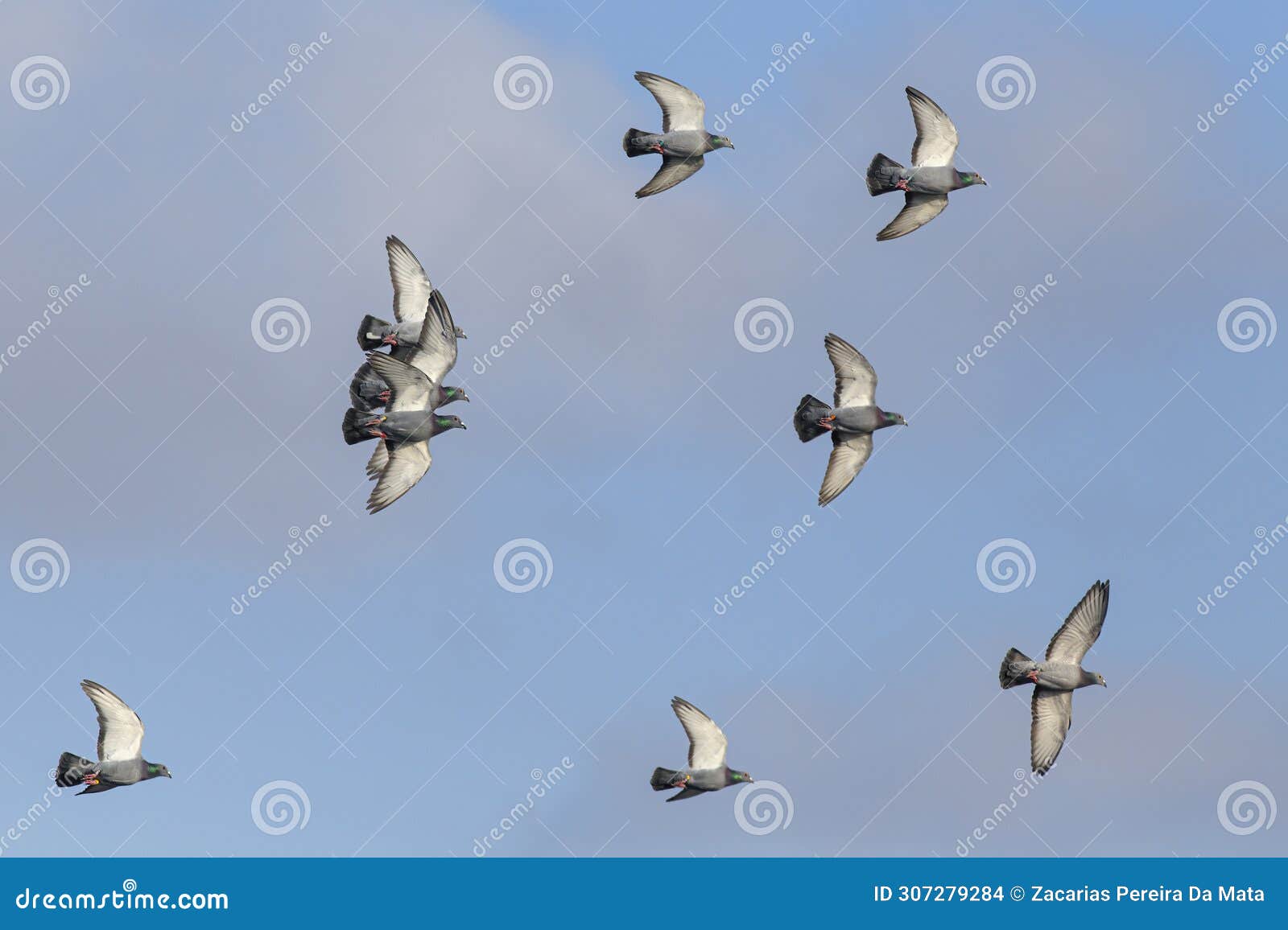 Carrier pigeons in flight stock photo. Image of fancy - 307279284