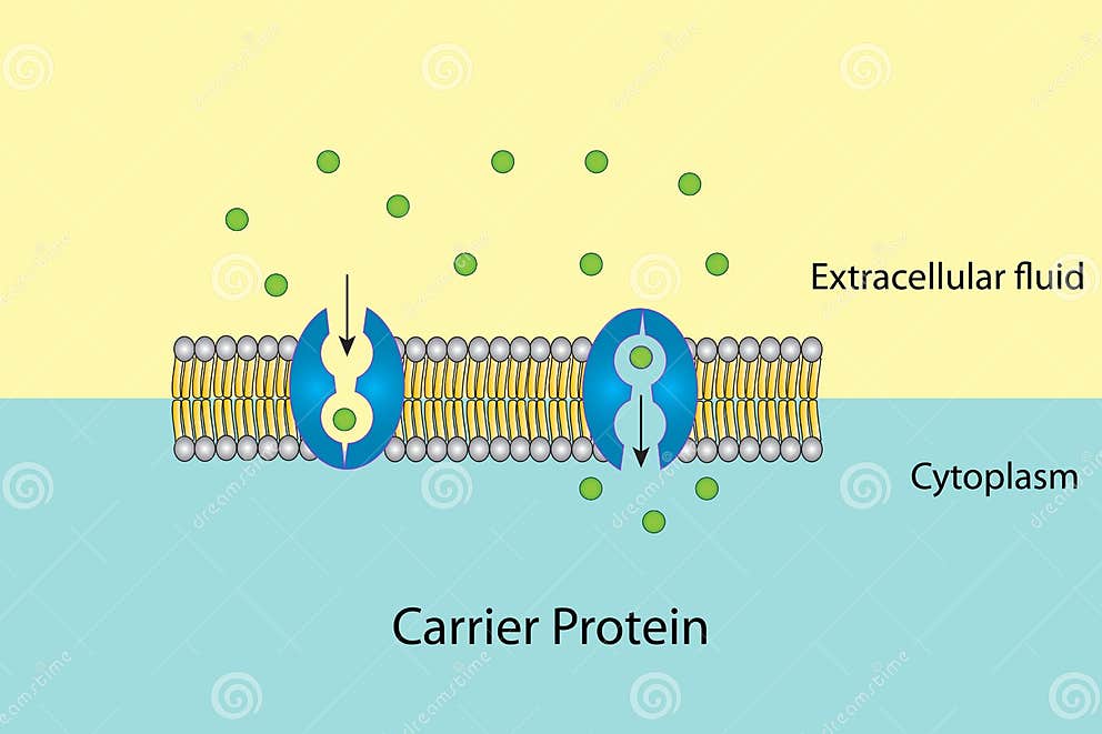 Carrier Protein function stock illustration. Illustration of cytoplasm ...