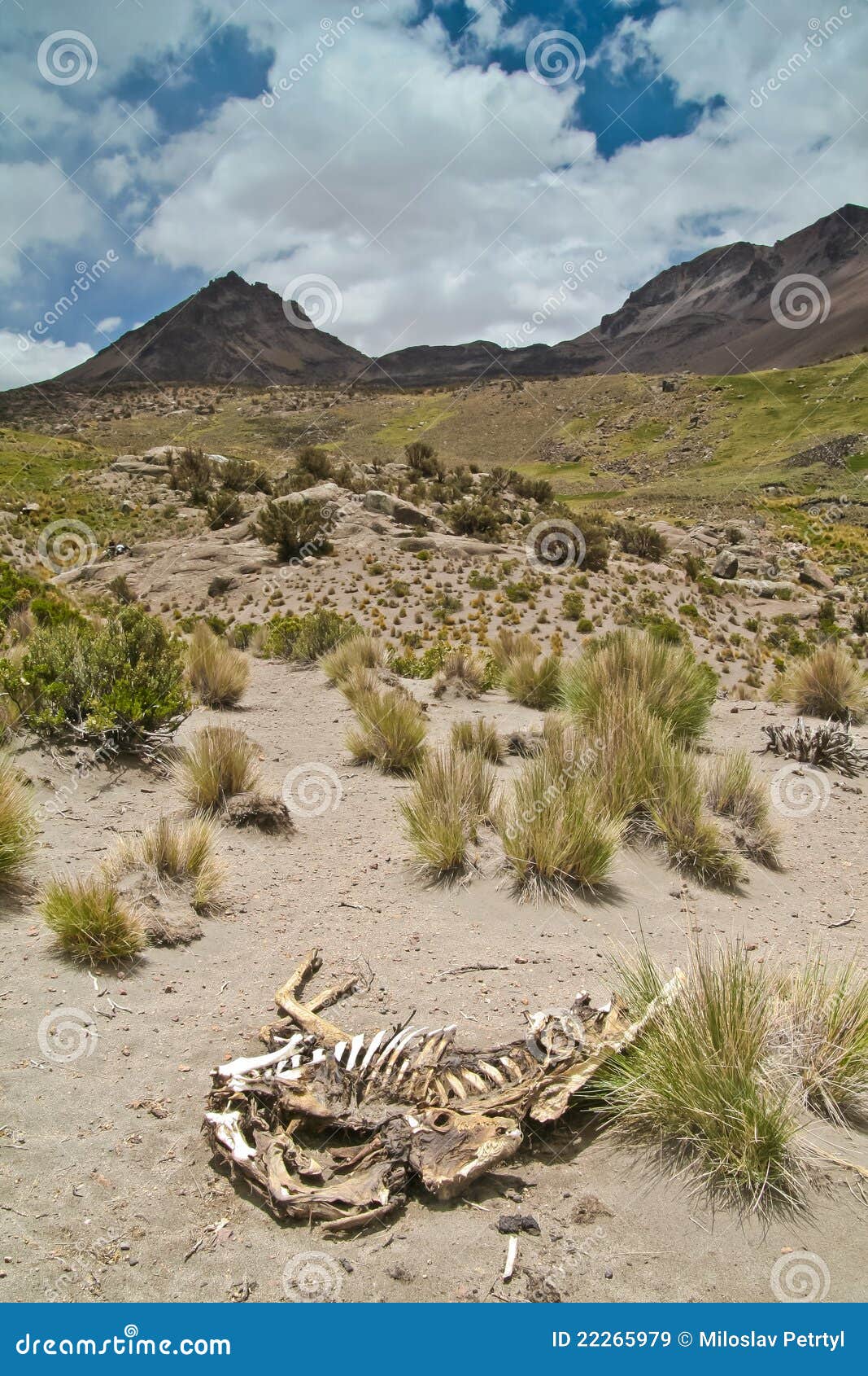 Carrion in arid grassland stock image. Image of cadaver - 22265979