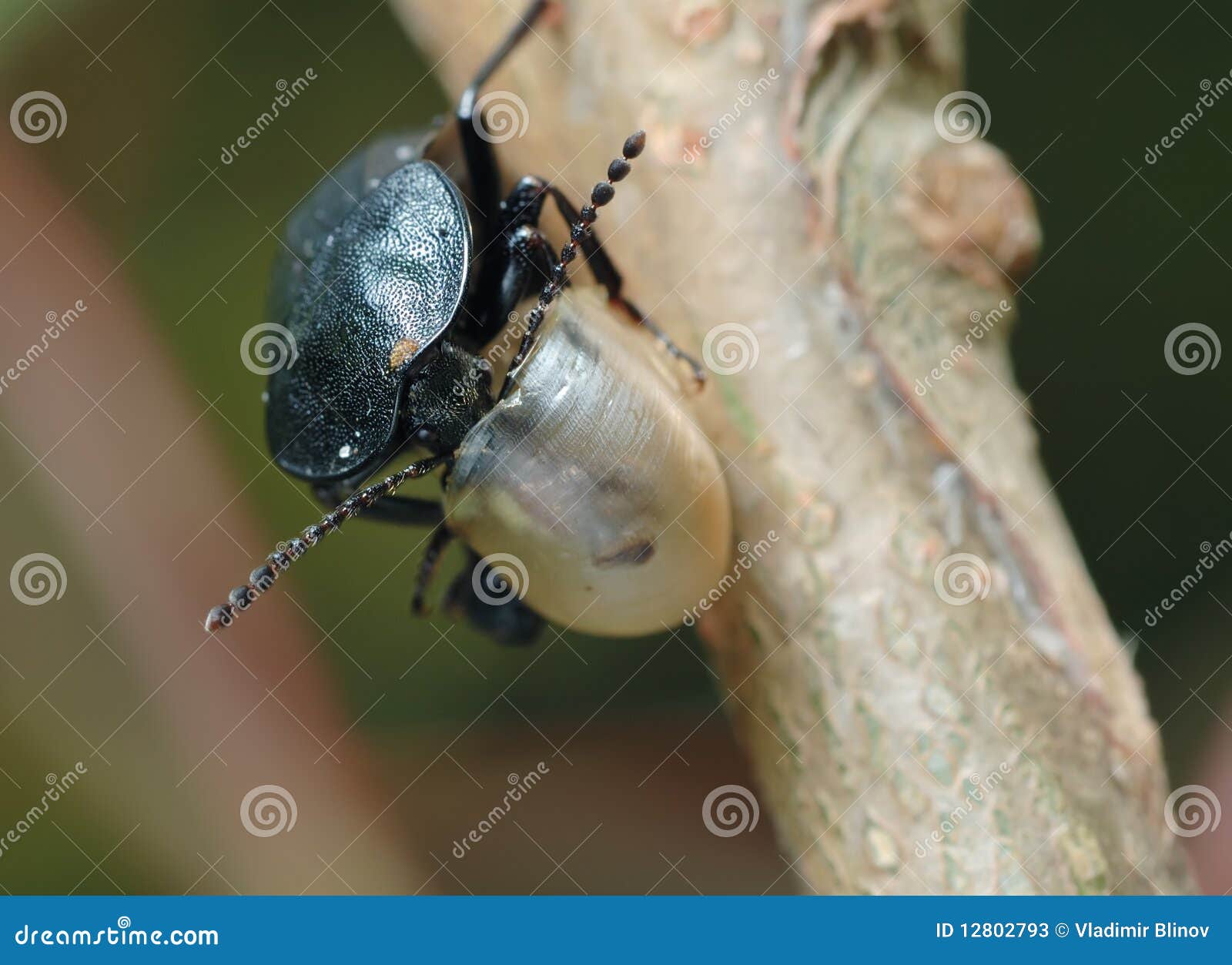 Carrion Beetle about an Empty Shell. Stock Image - Image of insects ...
