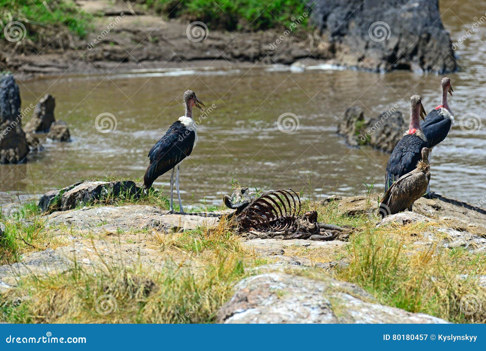 Carrion birds on the river stock image. Image of stork - 80180457