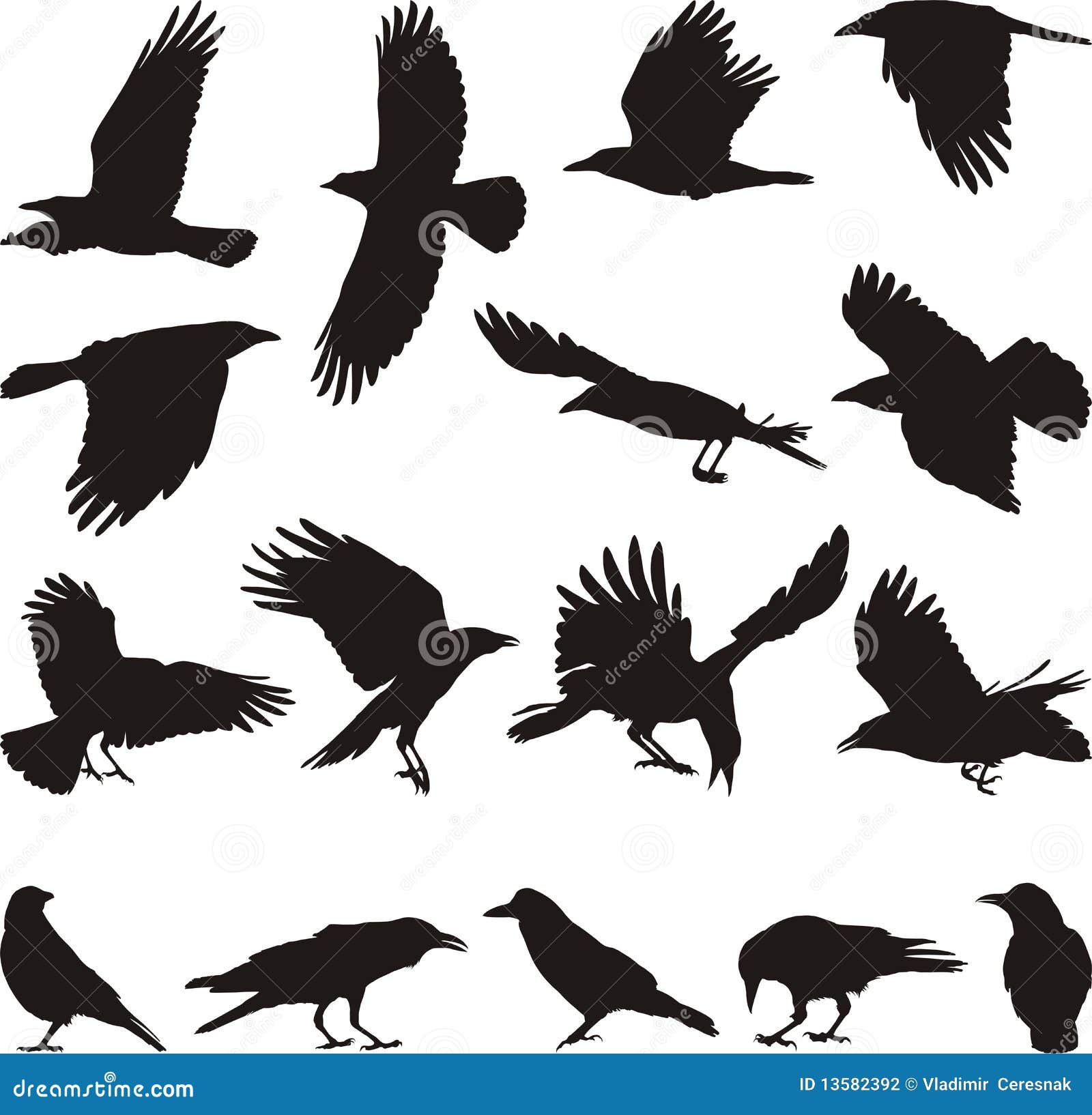 Carrion crow stock vector. Illustration of group, beak - 13582392