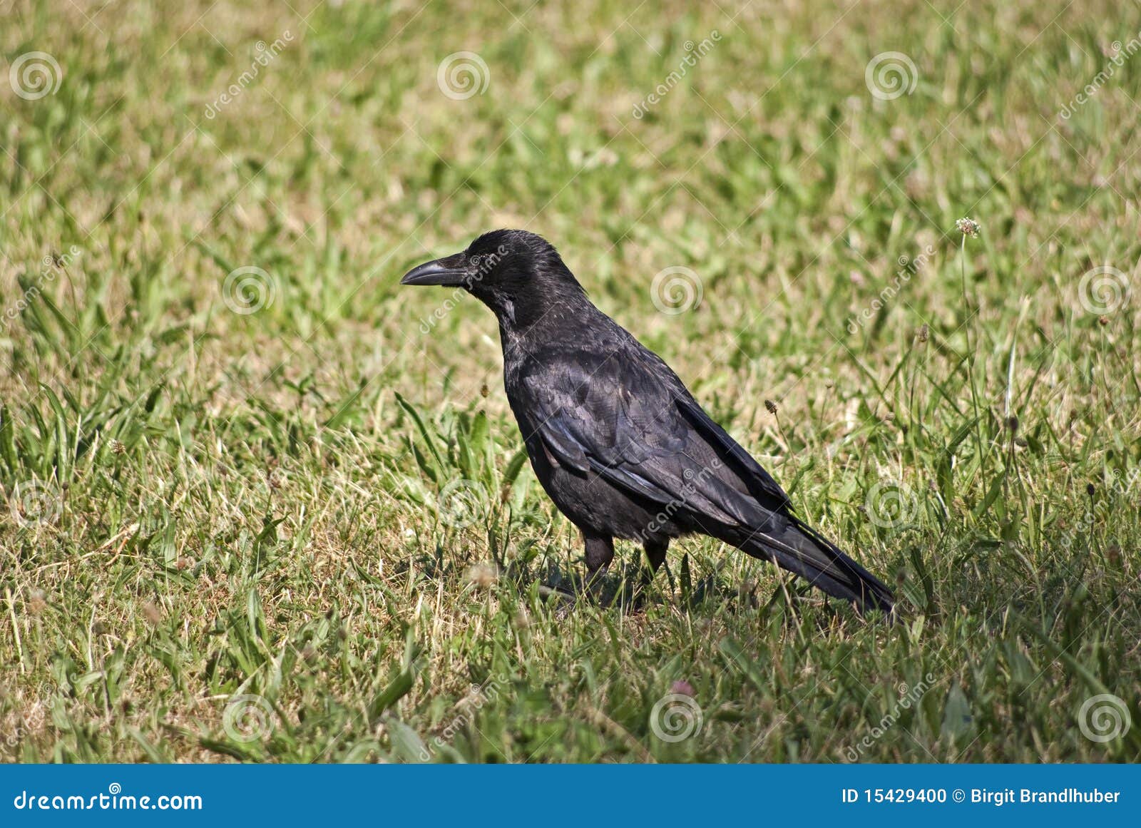 Carrion crow stock photo. Image of crow, raven, animal - 15429400