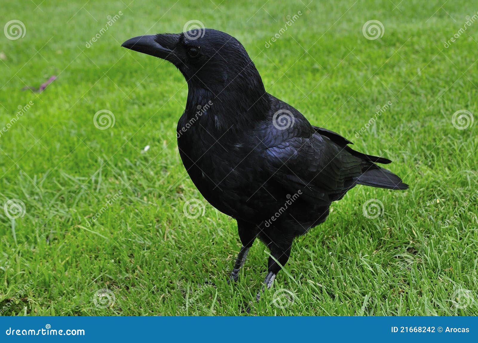 Carrion Crow stock photo. Image of black, corvus, crow - 21668242