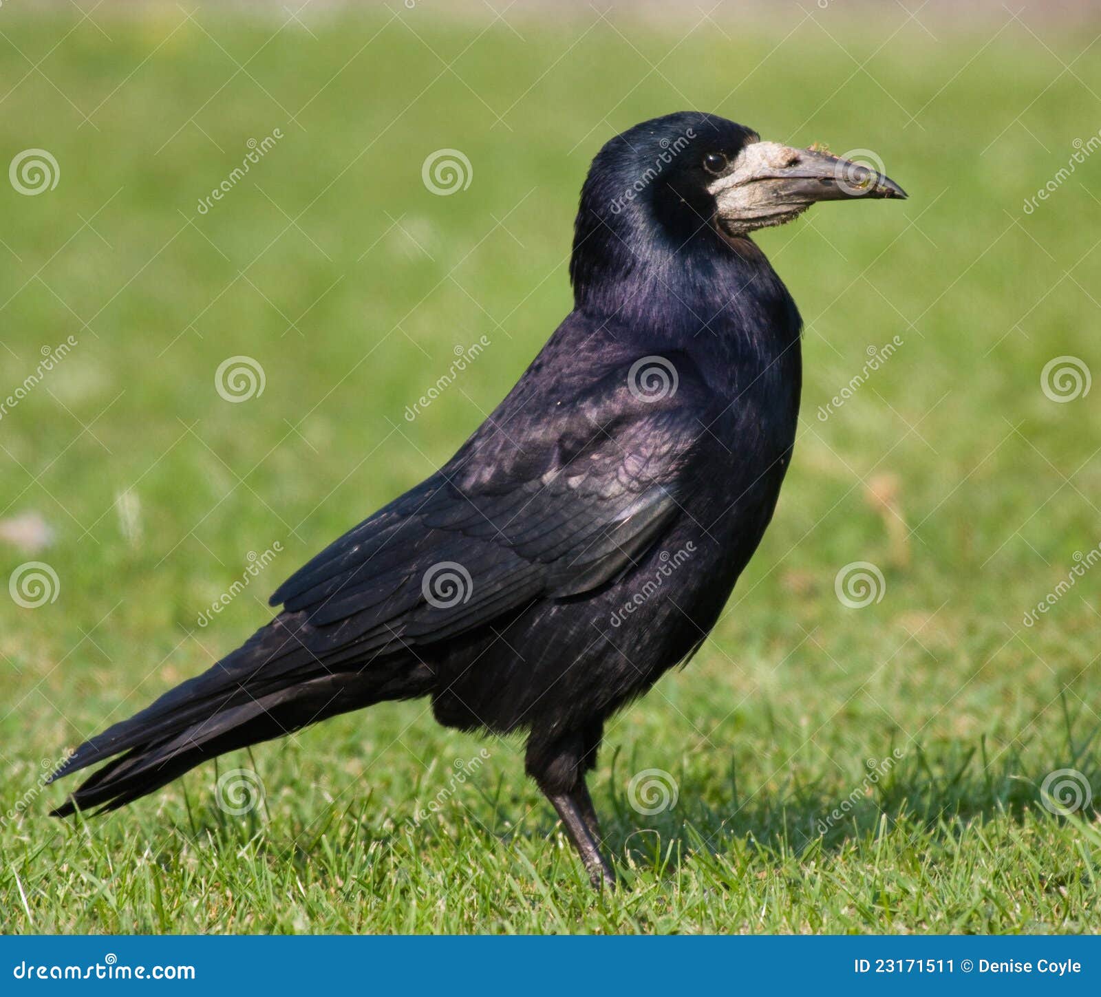 Carrion Crow stock image. Image of blackbird, animal - 23171511