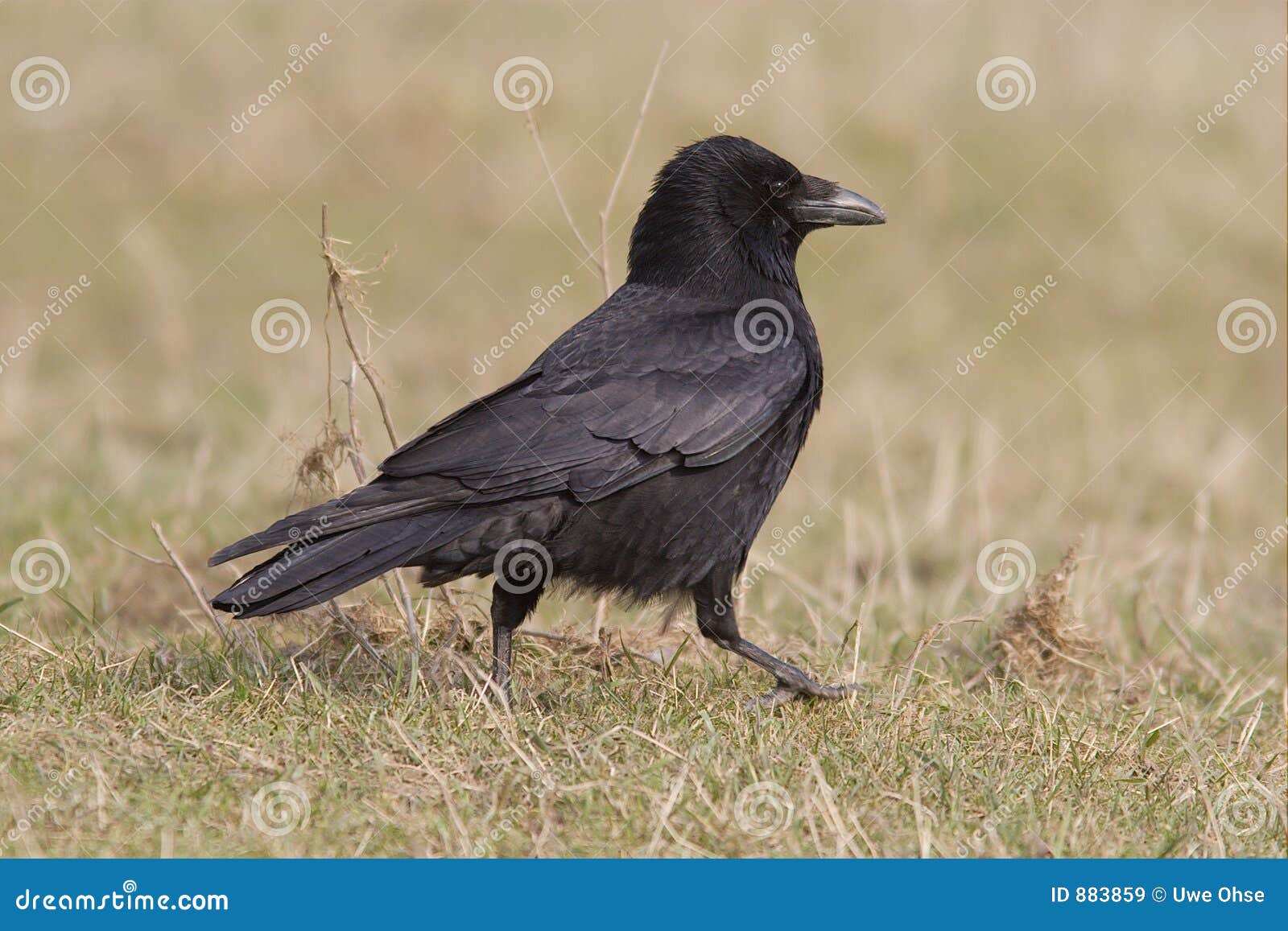 Carrion Crow stock image. Image of animals, birds, black - 883859