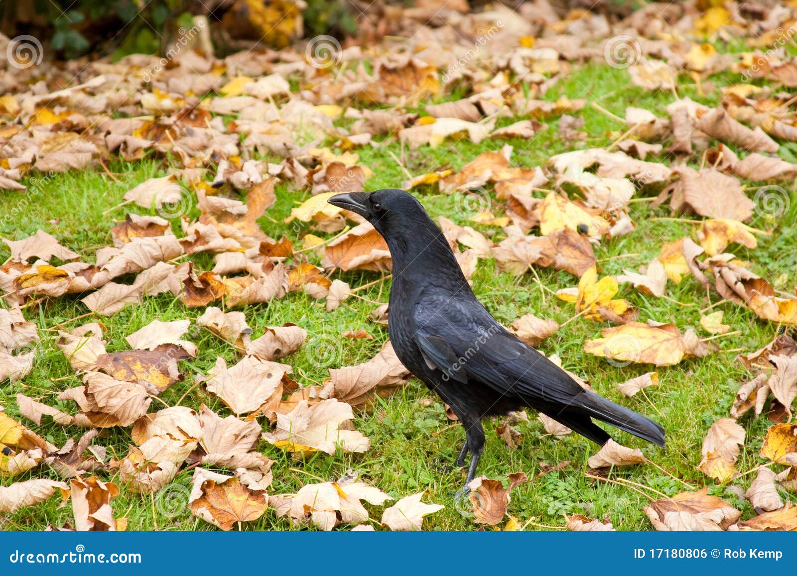 Carrion Crow Alert Amougst Autumn Fall Leaves Stock Photo - Image of ...