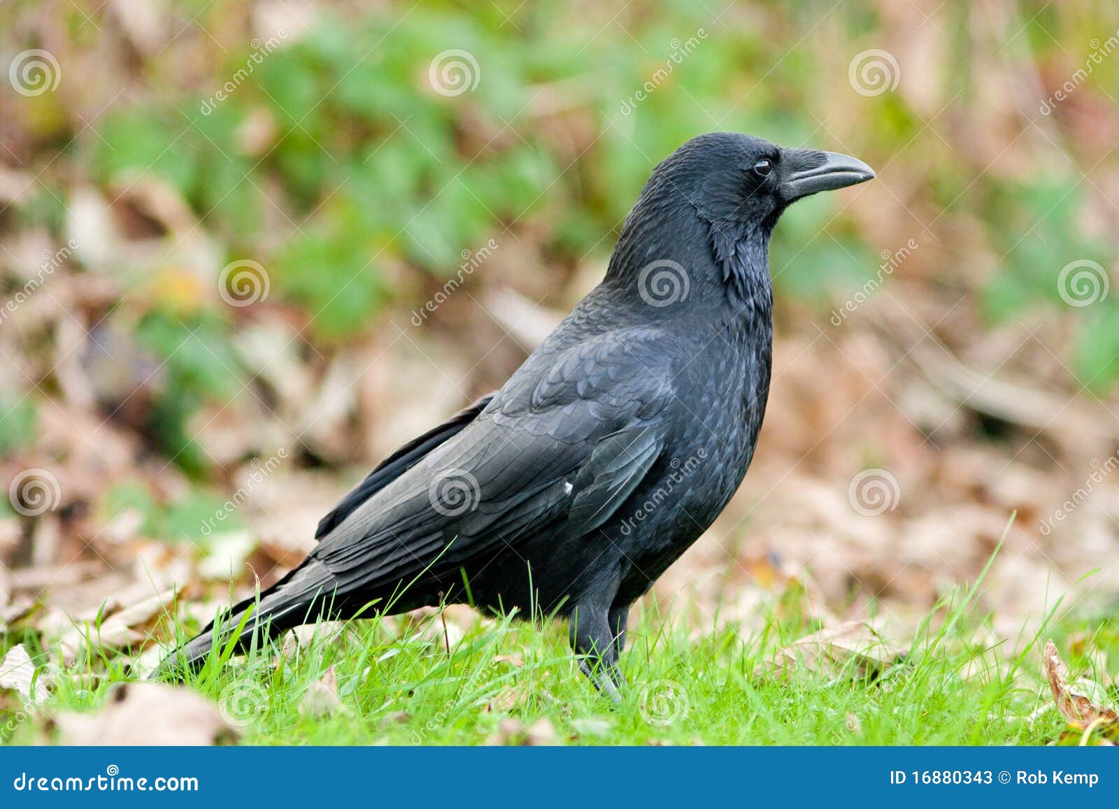 Carrion Crow with Autumn Fall Colors Stock Image - Image of bird ...
