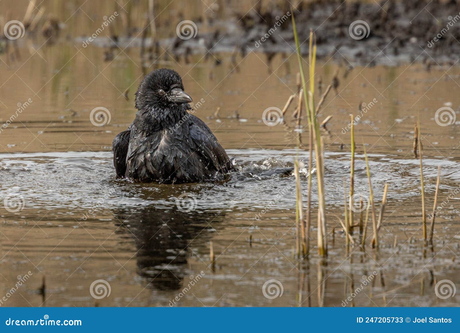 Carrion Crow Bathing in the Marsh Water Stock Image - Image of feathers ...