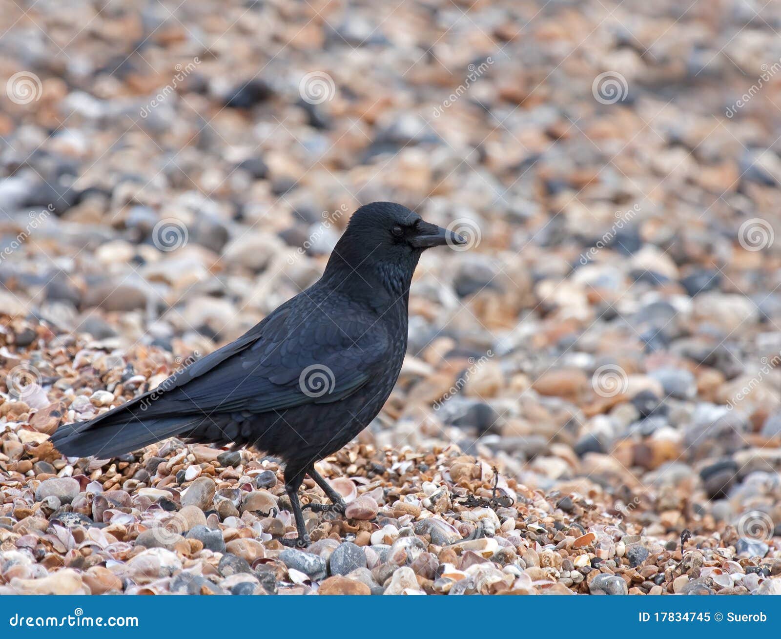 Carrion Crow on Beach stock image. Image of bird, beach - 17834745