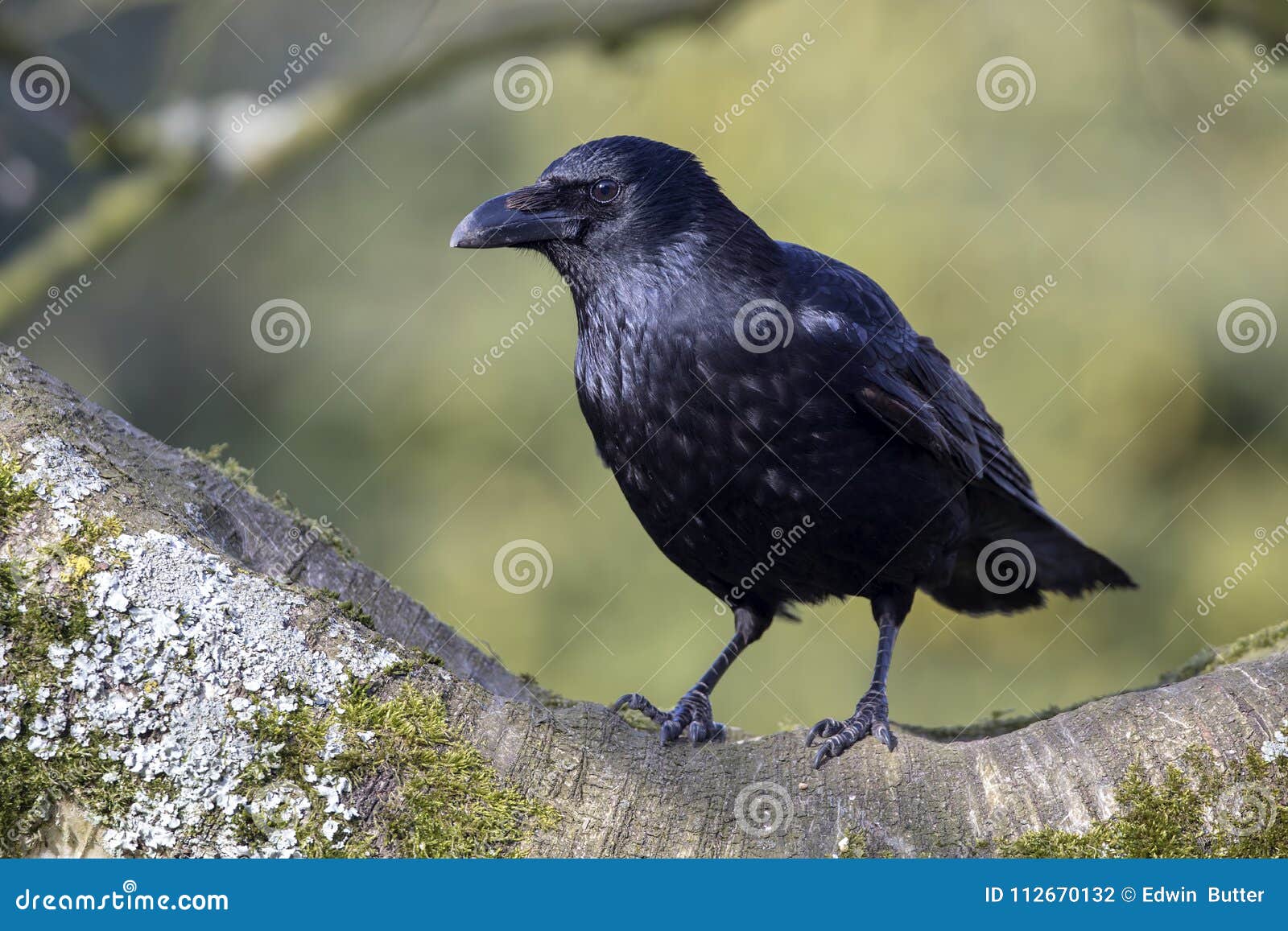 Carrion Crow stock photo. Image of europe, isolated - 112670132