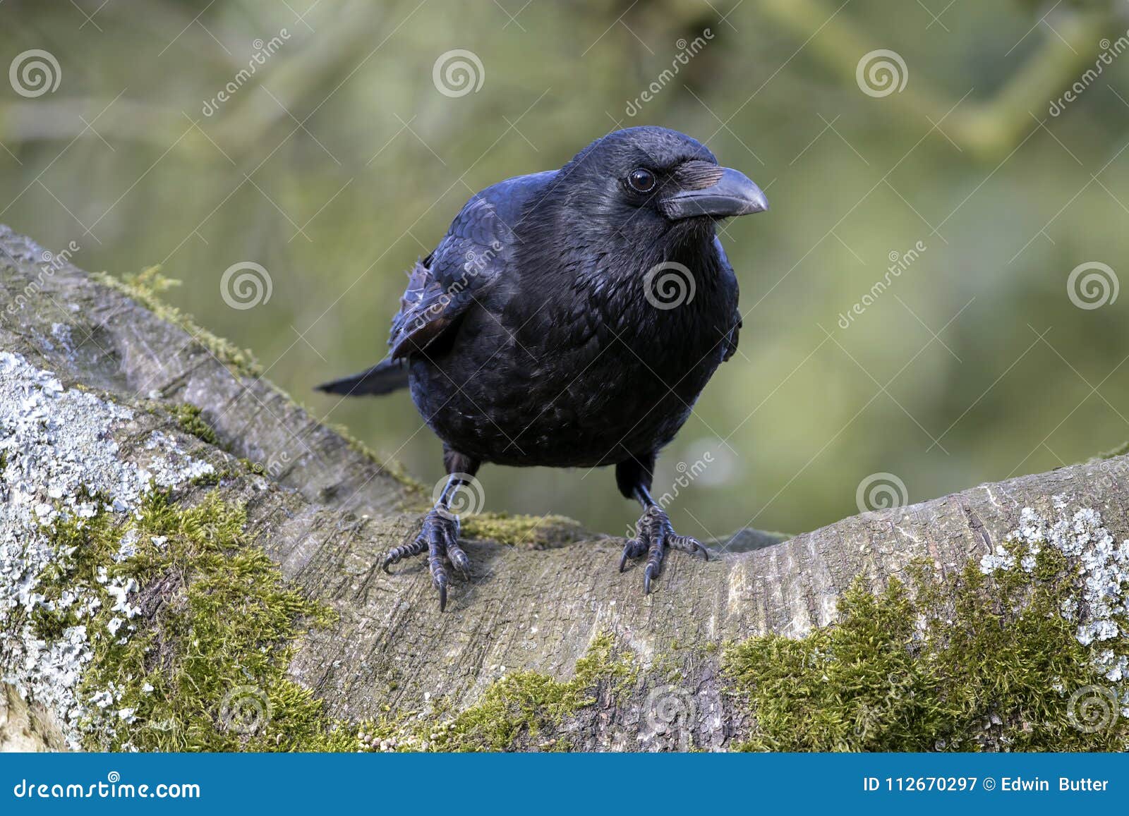 Carrion Crow stock image. Image of europe, animal, carrion - 112670297