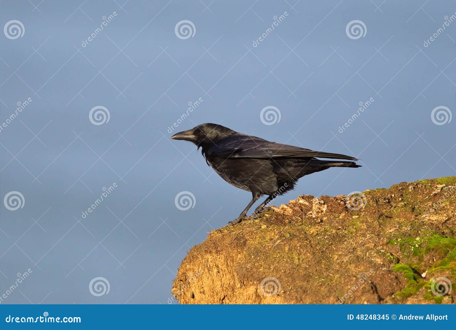Carrion Crow on cliff edge stock image. Image of corvid - 48248345