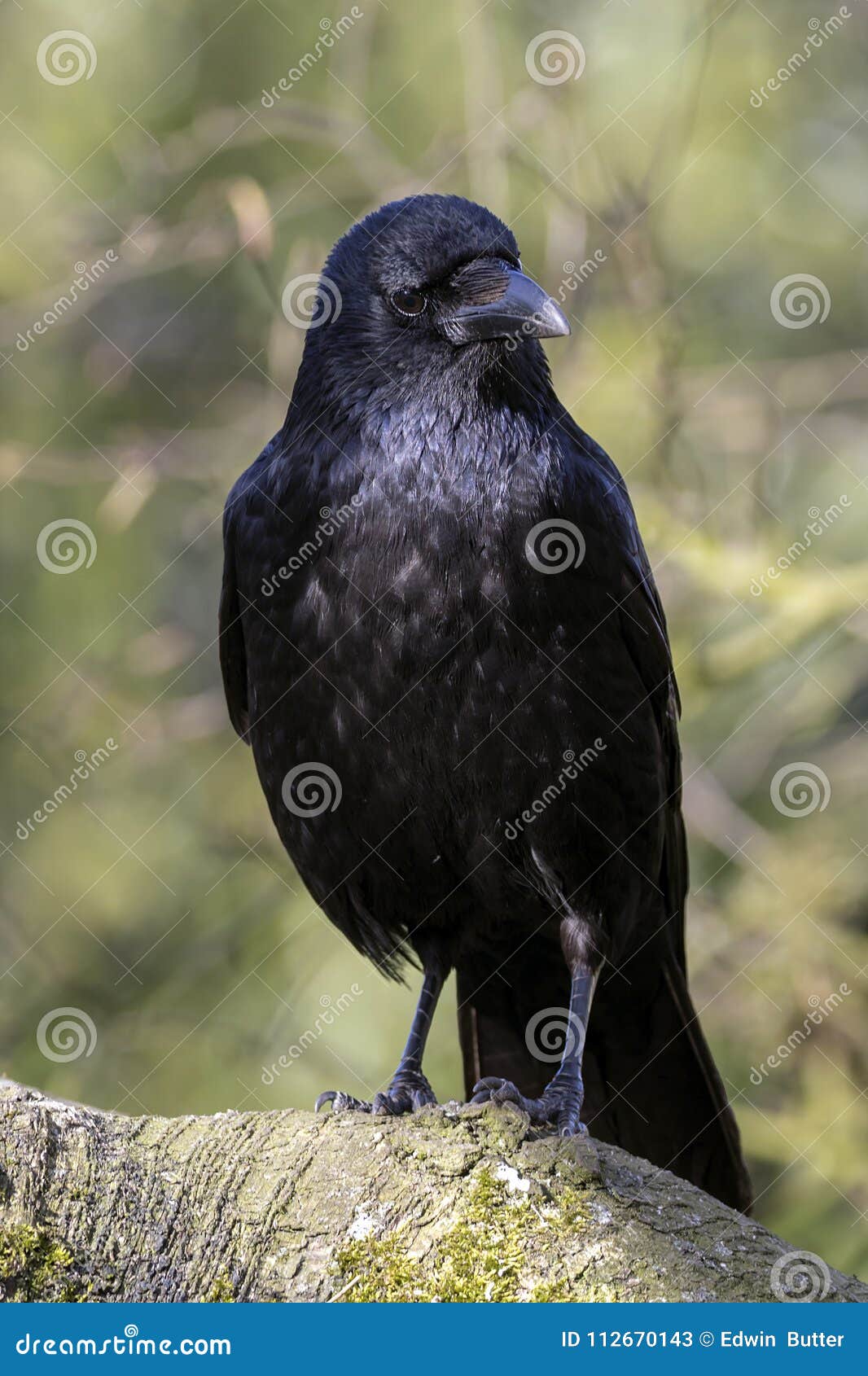 Carrion Crow stock image. Image of grass, portrait, green - 112670143