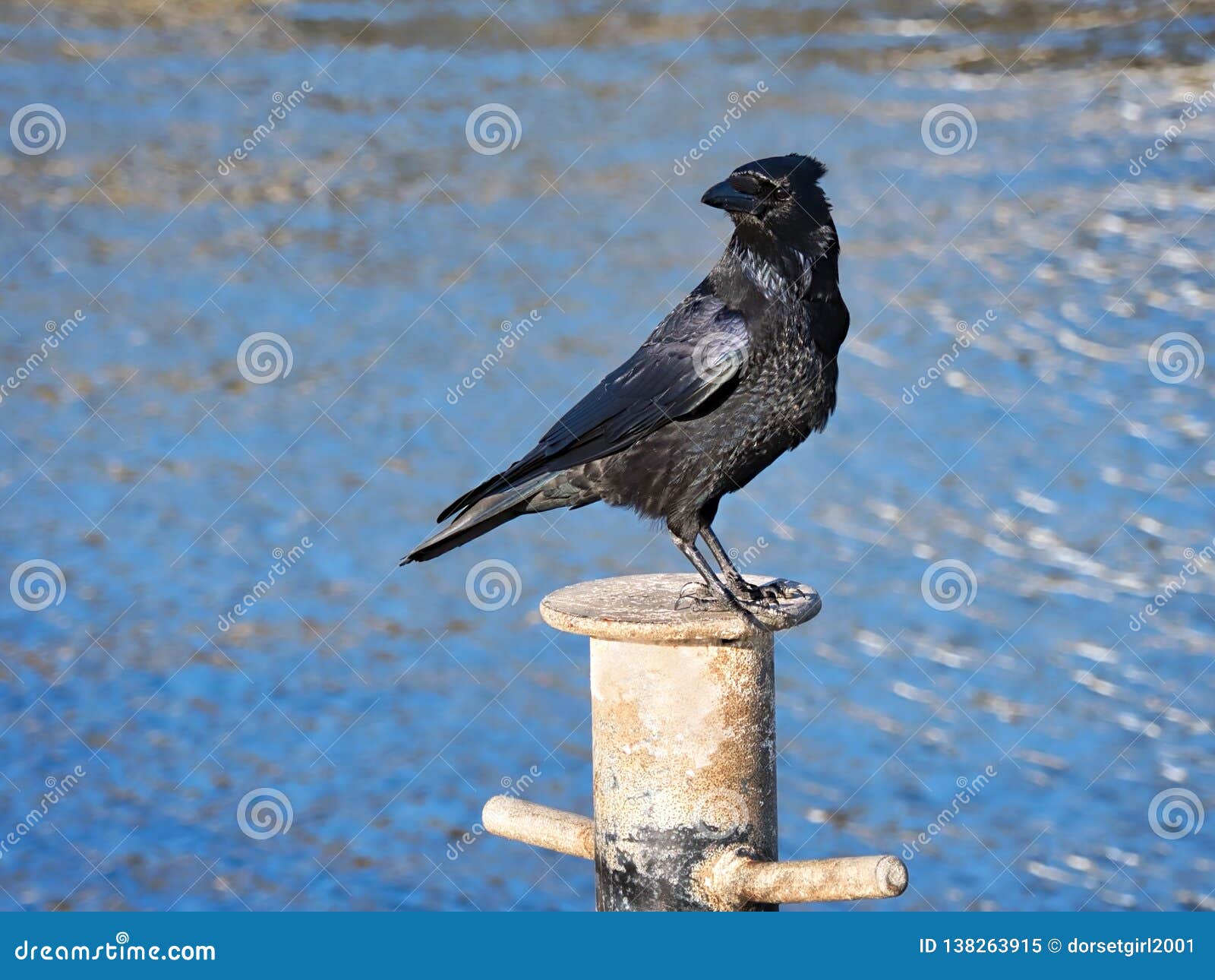 Carrion Crow at the Cobb stock image. Image of cobb - 138263915
