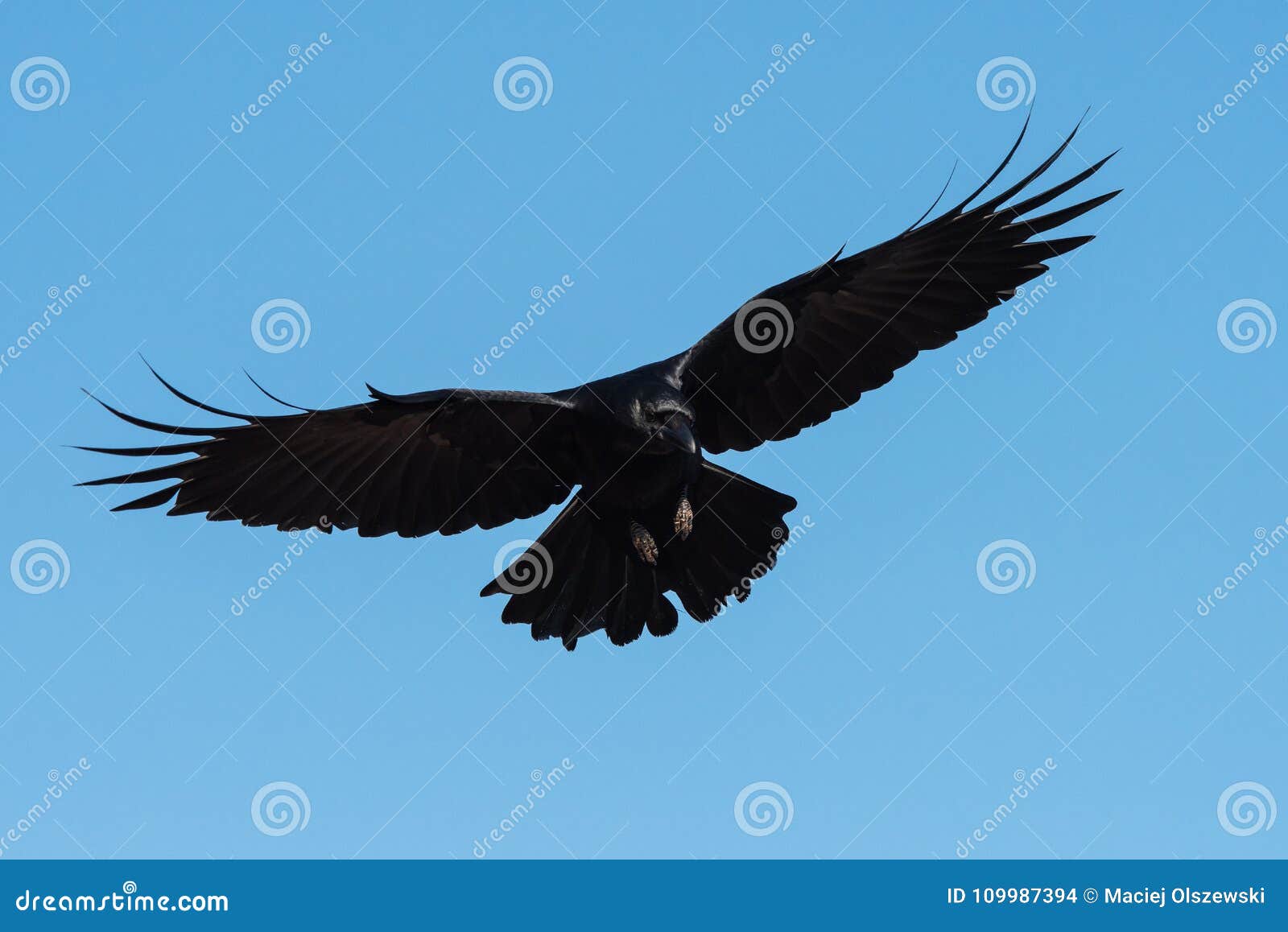 Carrion Crow, Corvo, Corvo Corone Fotografia Stock - Immagine di corvo ...