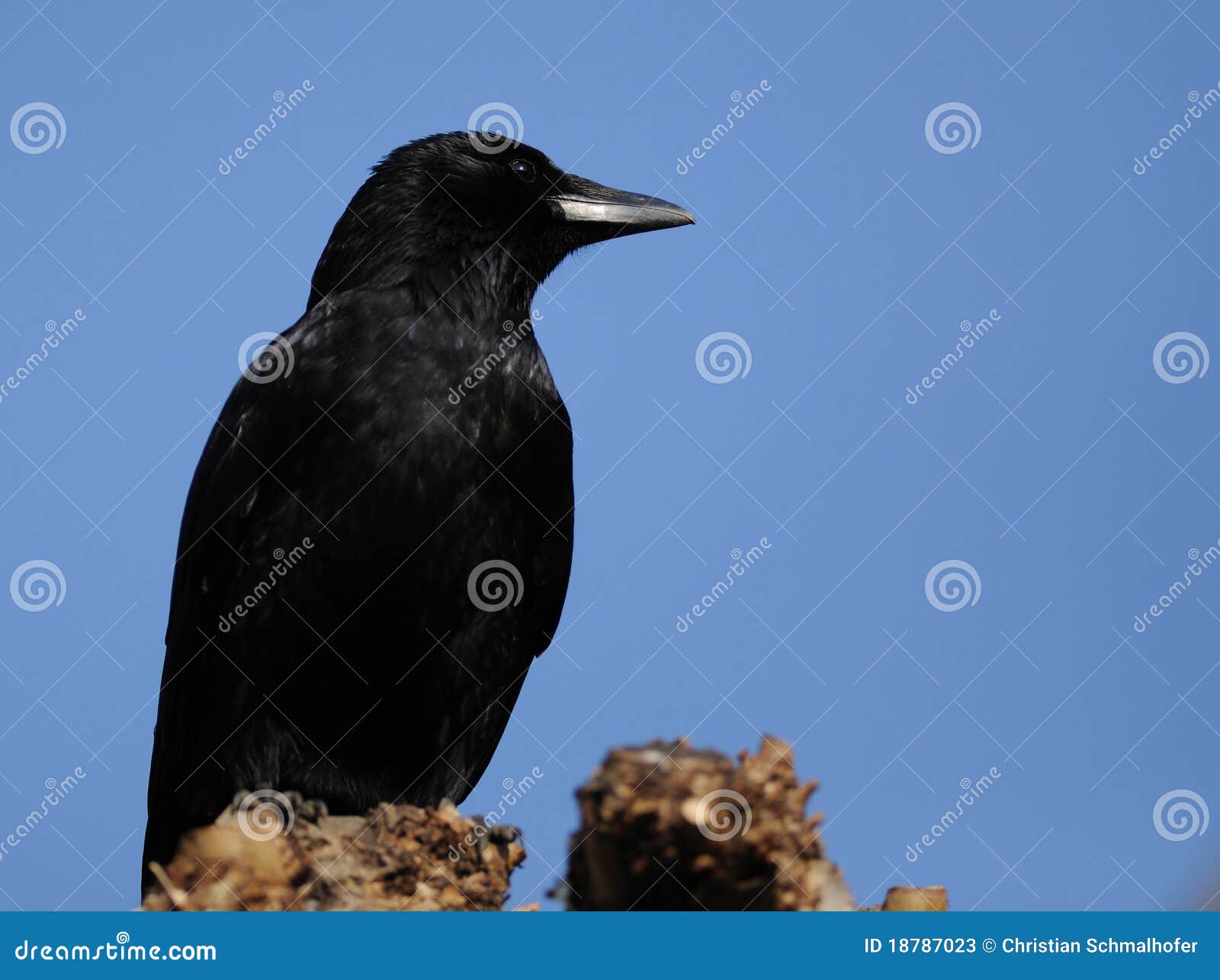 Carrion Crow (Corvus Corone) Stock Image - Image of wing, corvus: 18787023