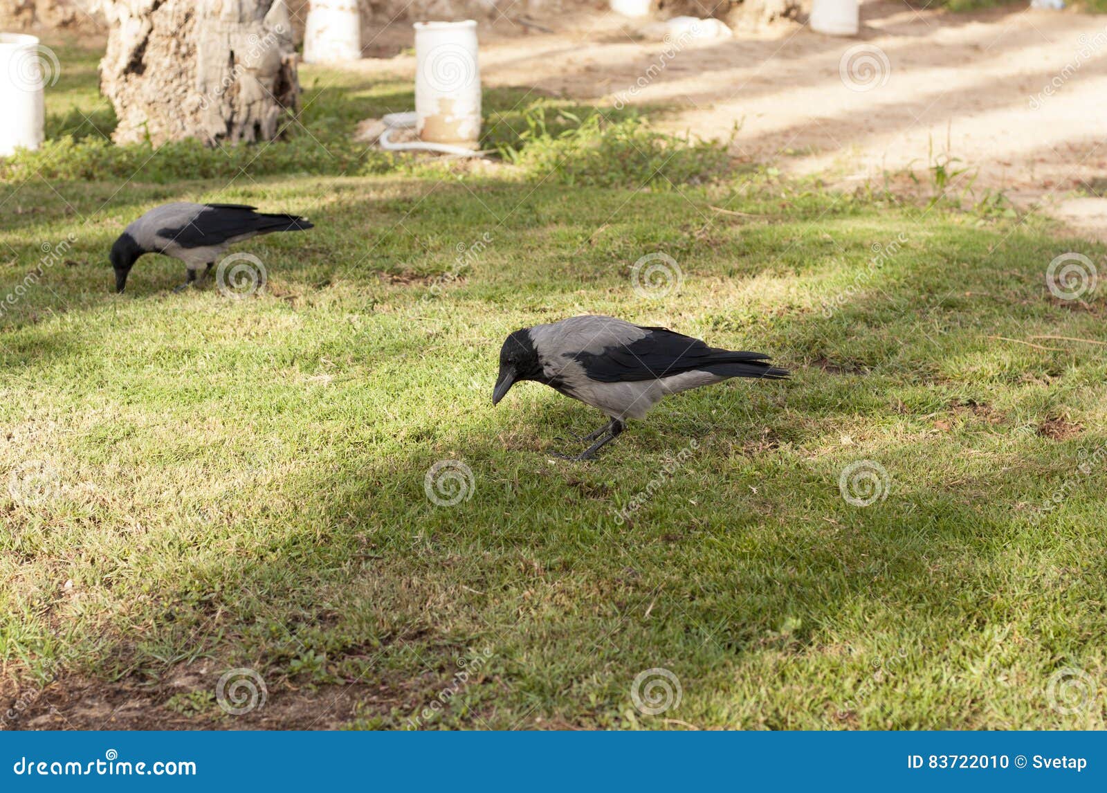 Carrion Crow, Corvus Corone, Bird on Grass Photo Stock Photo - Image of ...