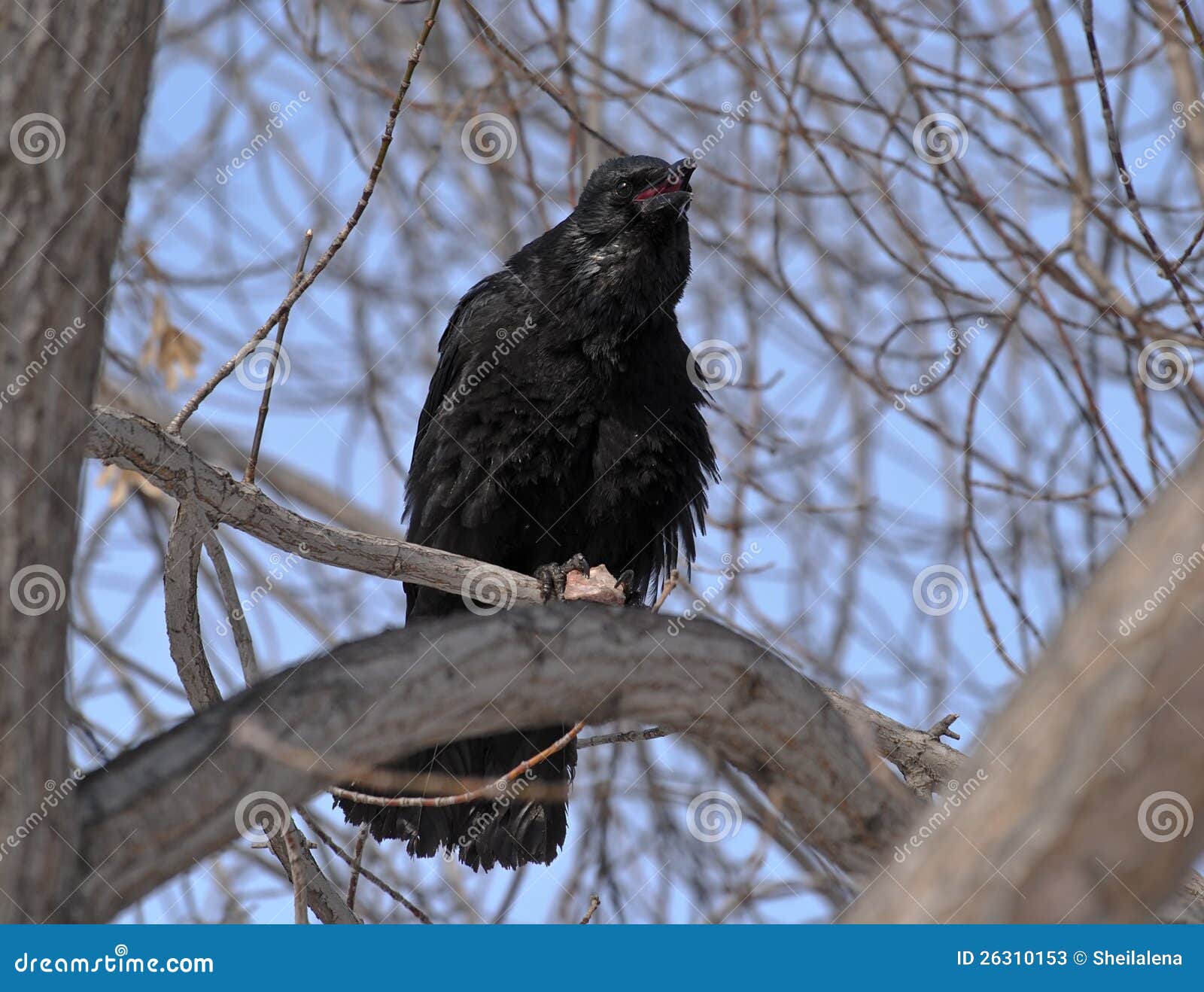 Carrion Crow (Corvus Corone) Croaking Stock Image - Image of feed ...