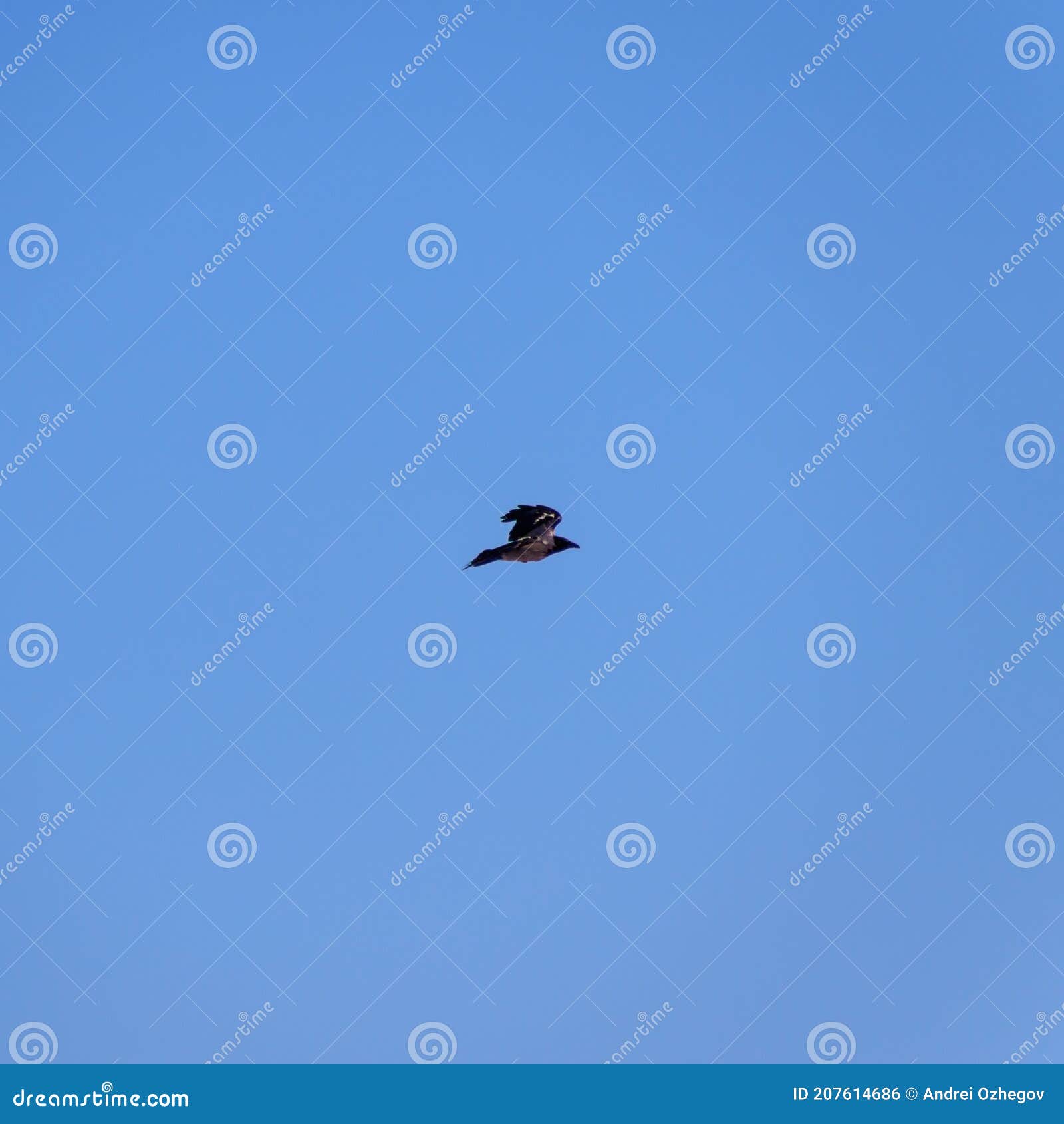 A Carrion Crow Corvus Corone in Flight. Stock Photo - Image of american ...