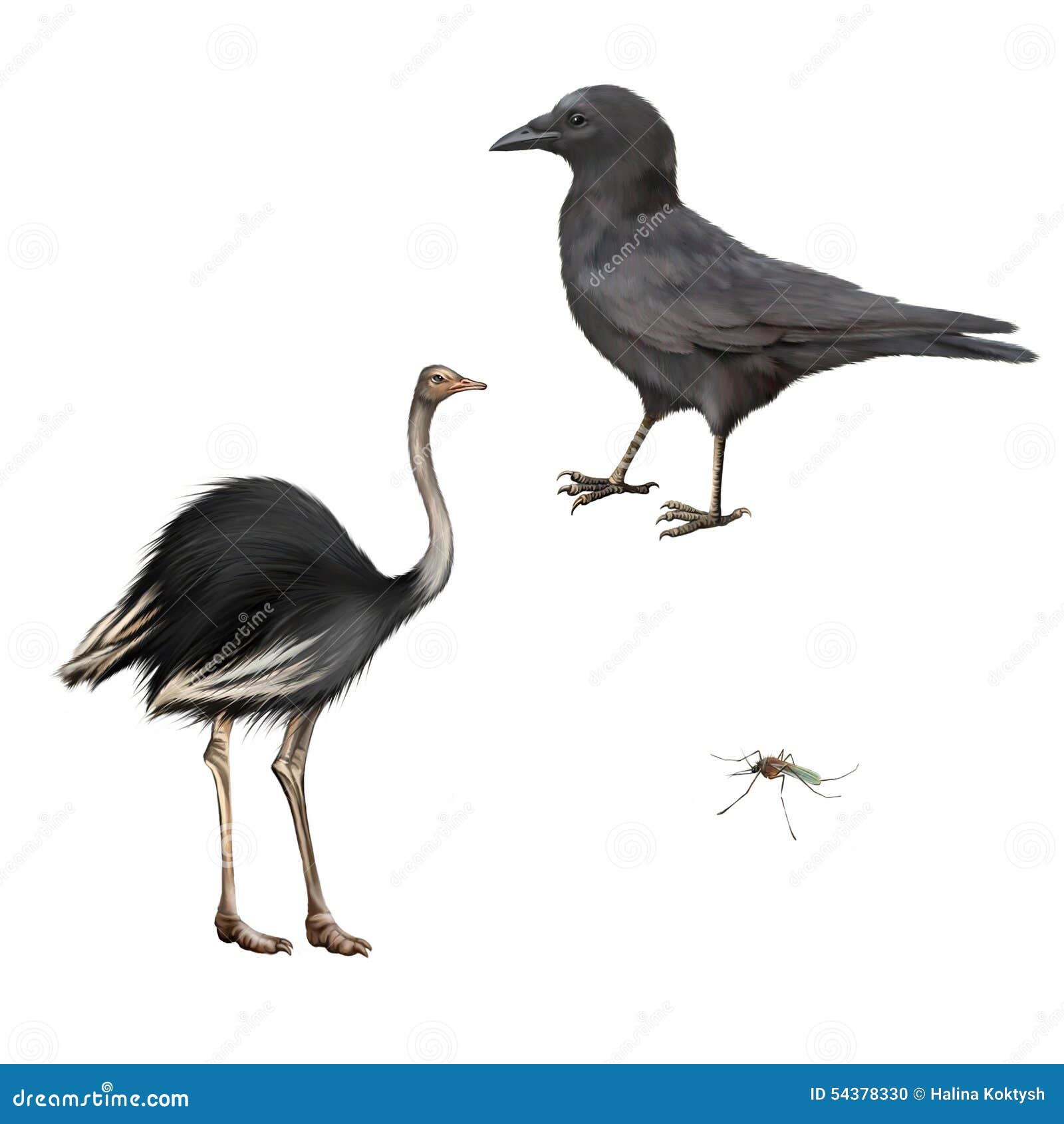 Carrion Crow, Corvus Corone, Ostrich Isolated Stock Illustration ...