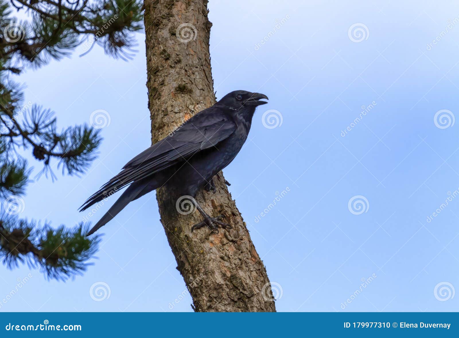 Carrion Crow, Corvus Corone Singing Stock Photo - Image of park ...