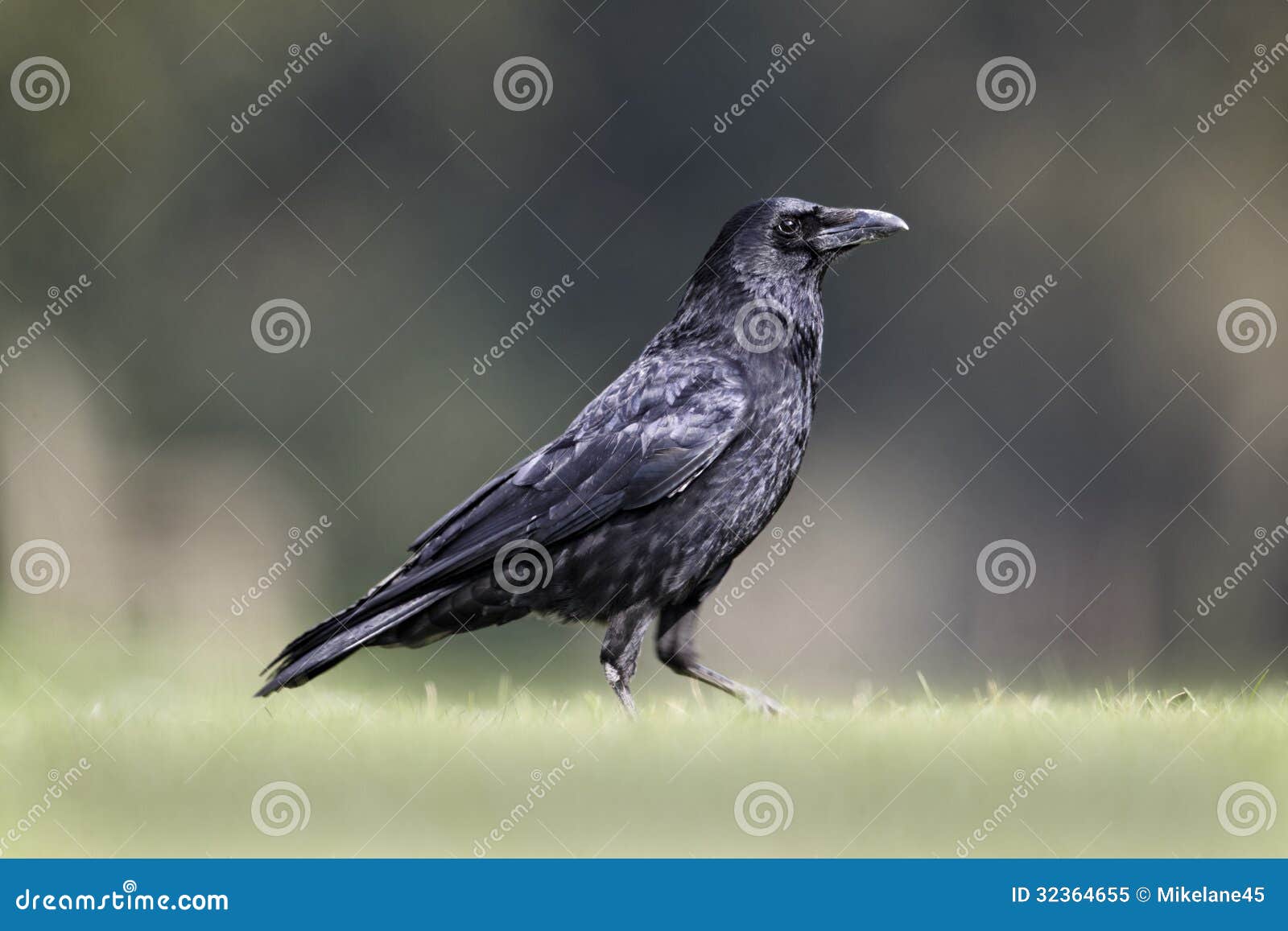 Carrion Crow, Corvus Corone Stock Image - Image of hedgerow, farmland ...