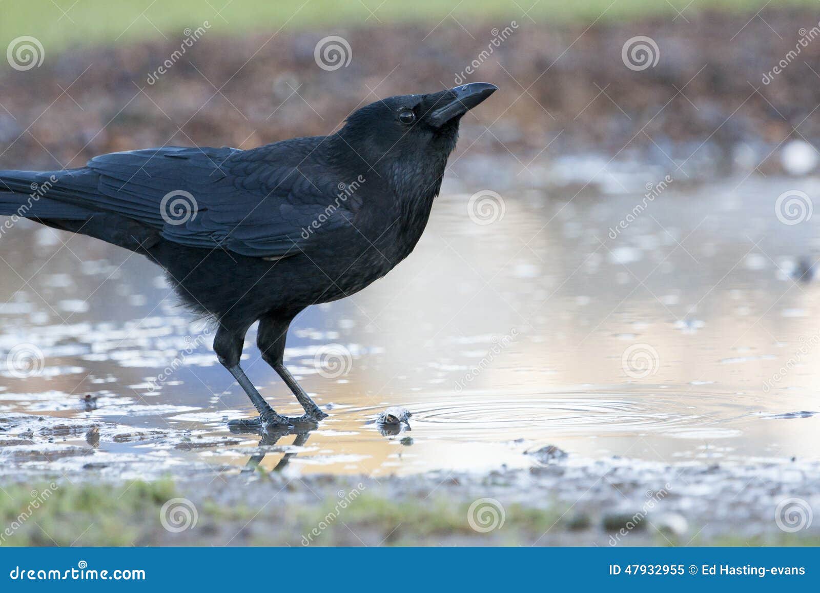 Carrion crow stock image. Image of animal, side, corvus - 47932955