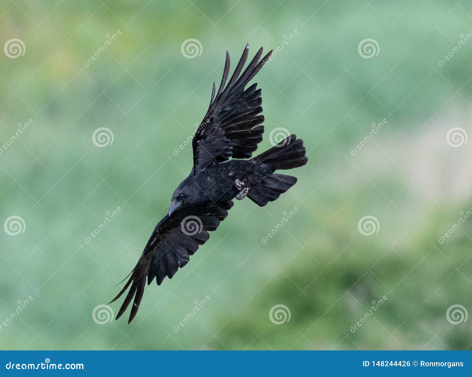 Raven in flight stock photo. Image of beak, wildlife - 148244426