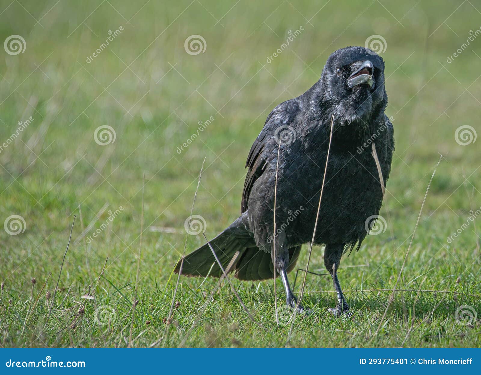 Carrion Crow on the Ground Calling Stock Image - Image of animals, bird ...