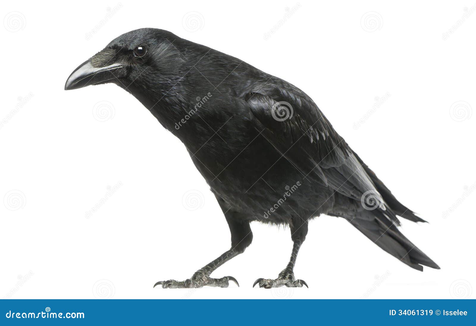 Carrion Crow with Inquisitive Look, Corvus Corone, Isolated Stock Image ...