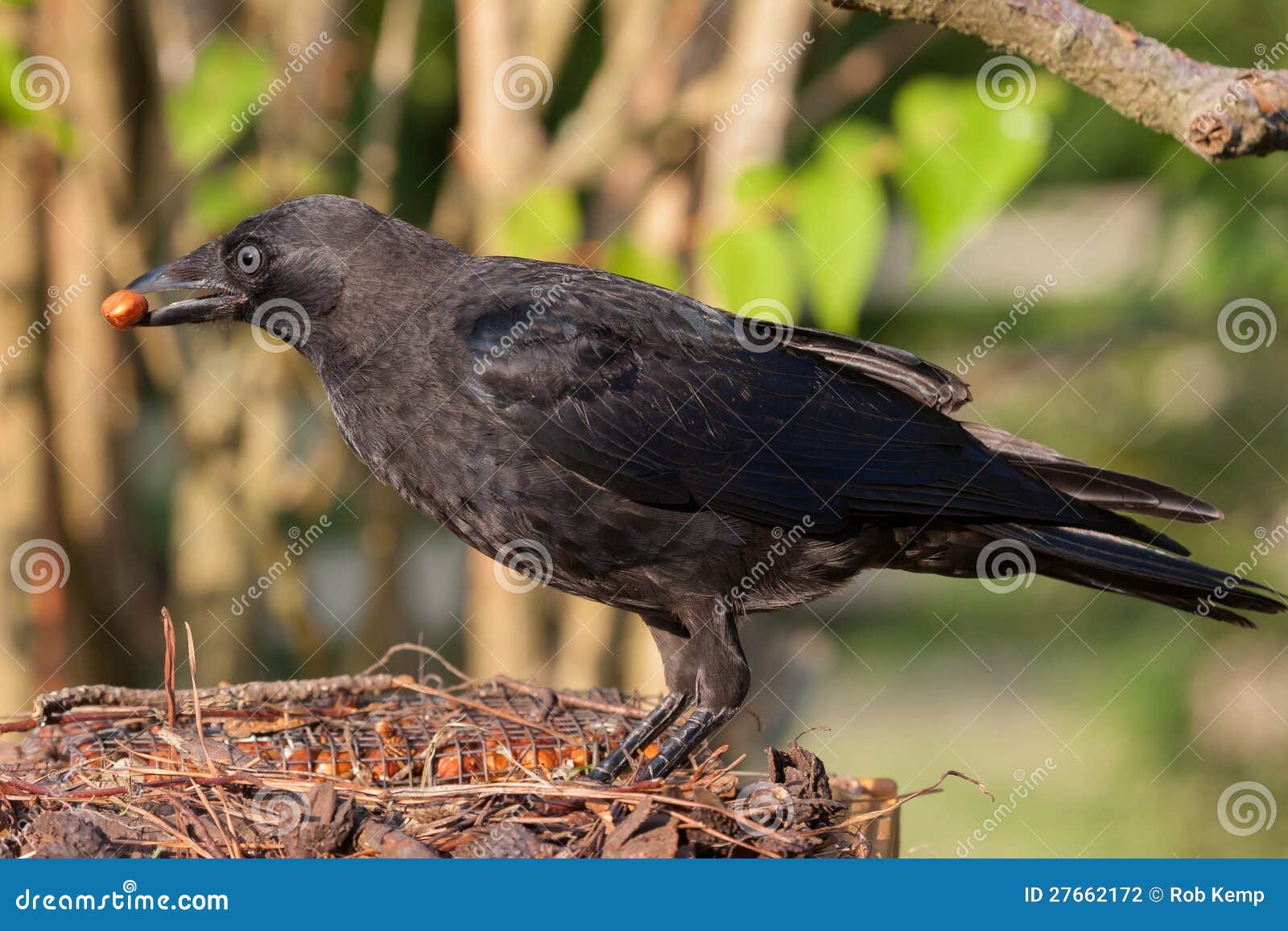 Carrion Crow Juvenile Feeding on Autumn Leaves Stock Photo - Image of ...