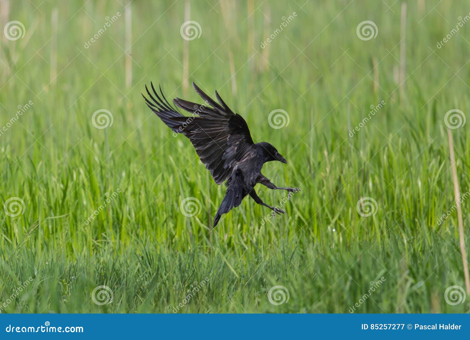 Carrion Crow Landing Corvus Corone with Claws Stock Image - Image of ...
