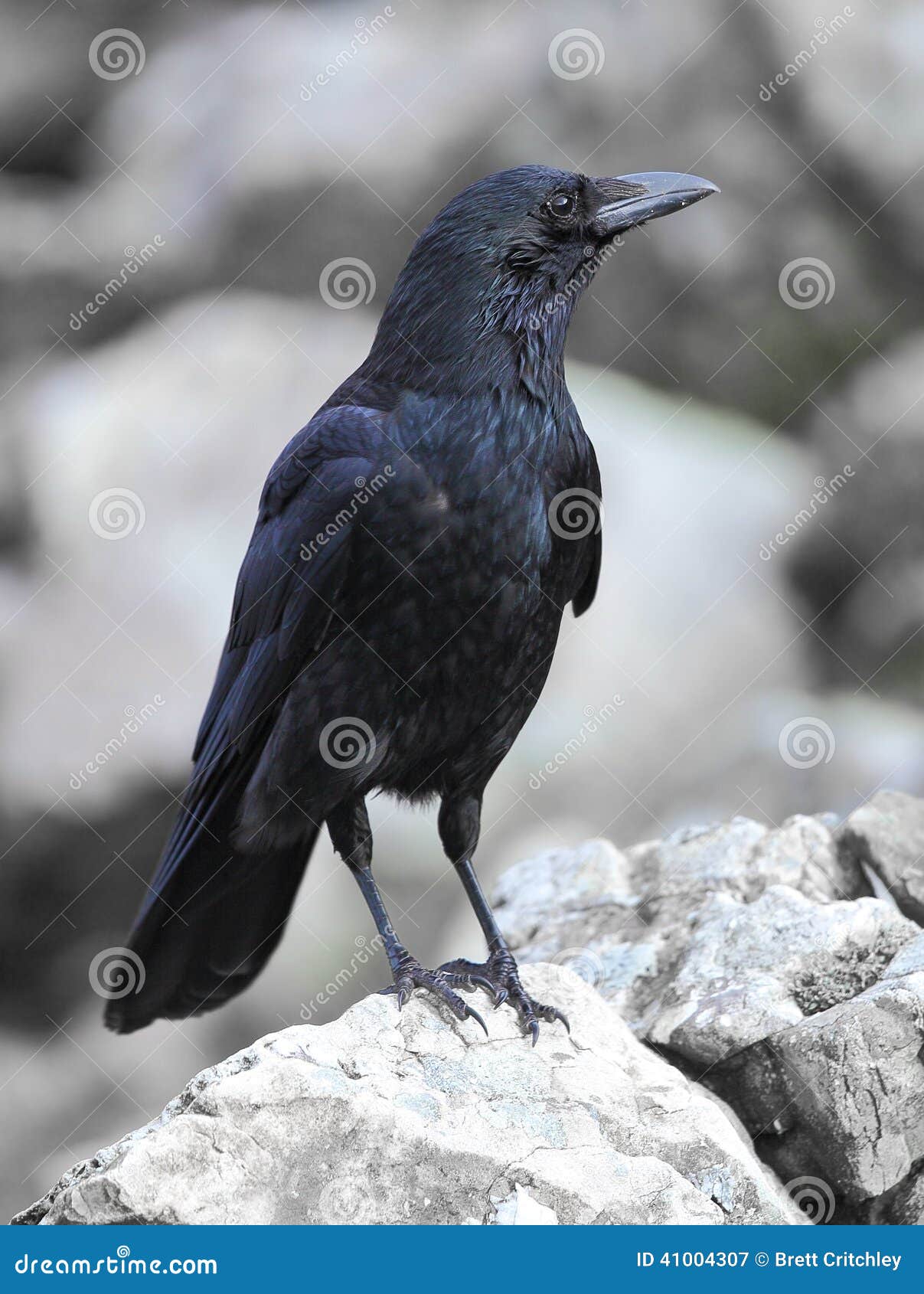Carrion crow stock image. Image of rock, perched, european - 41004307