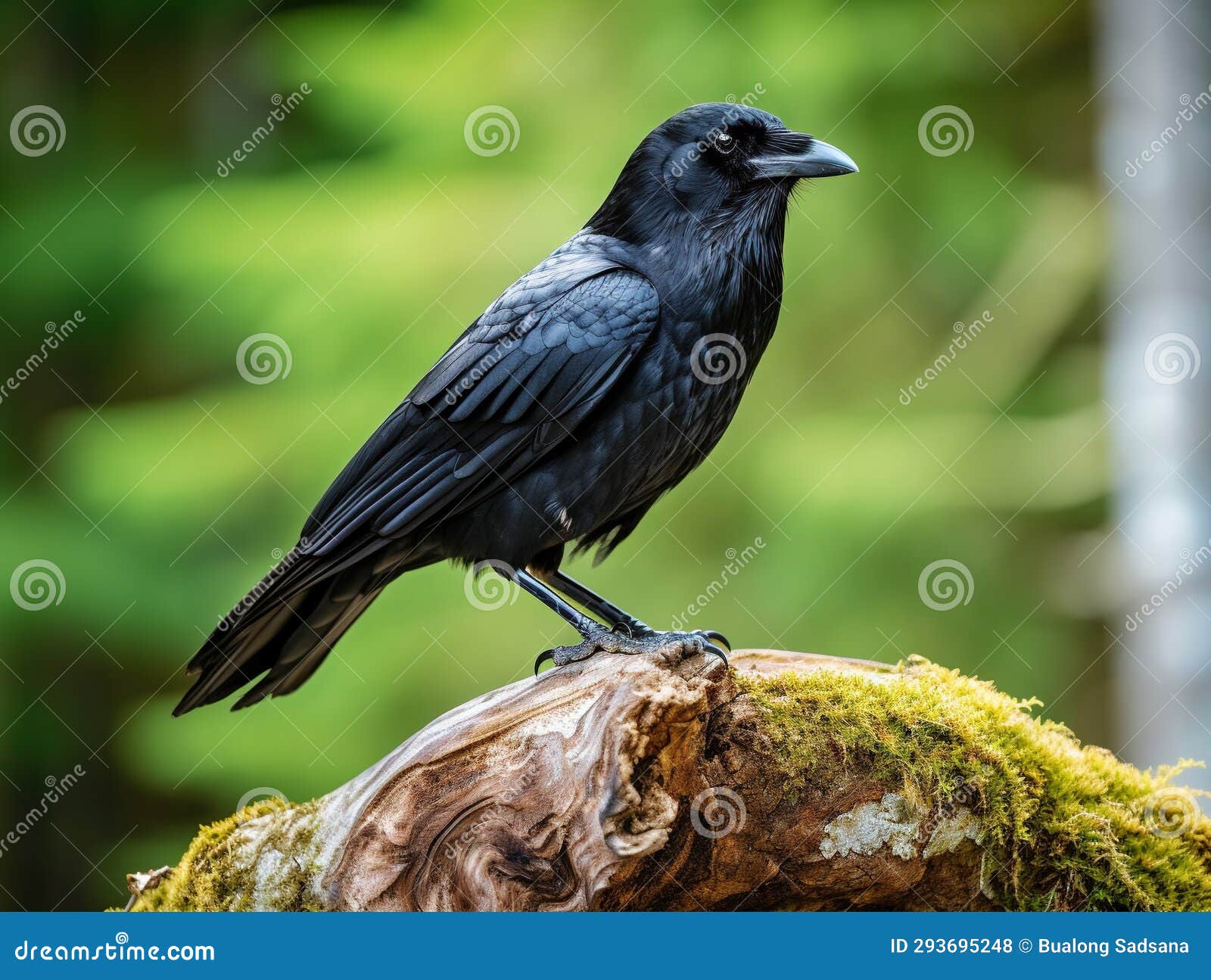 Carrion Cartoons, Illustrations & Vector Stock Images - 760 Pictures to ...