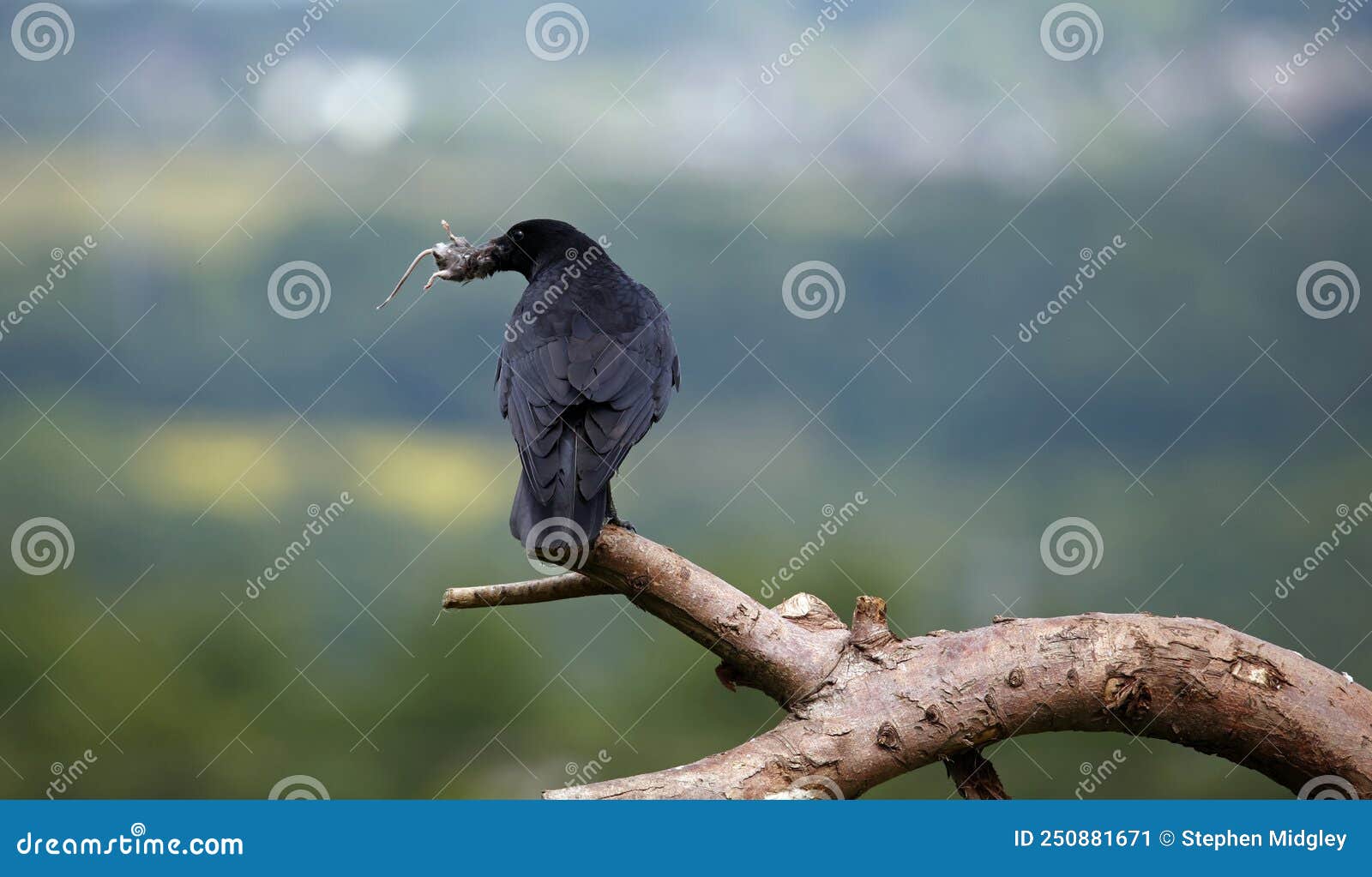 Carrion Crow Perched on a Dead Branch Stock Image - Image of animals ...