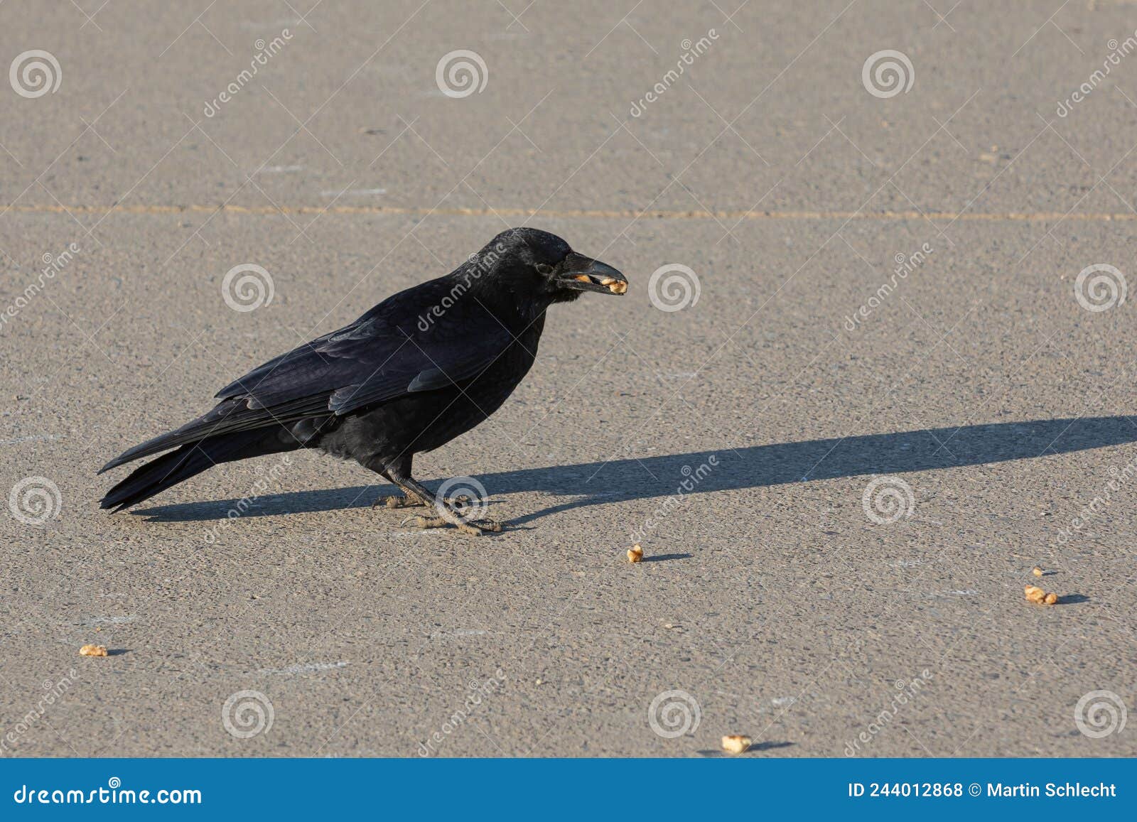 Carrion Crow Picking Food from the Ground Stock Photo - Image of ...