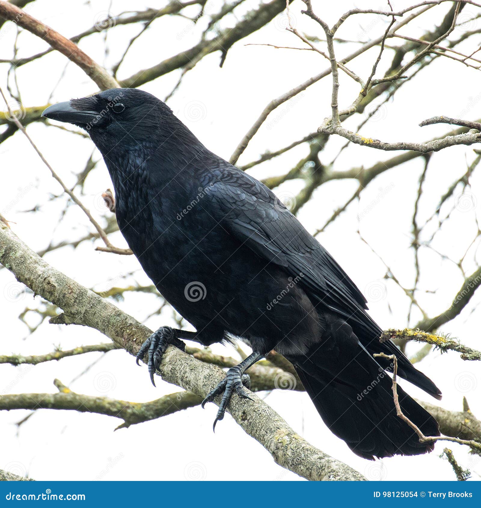 Carrion Crow in Tree stock photo. Image of bird, beak - 98125054