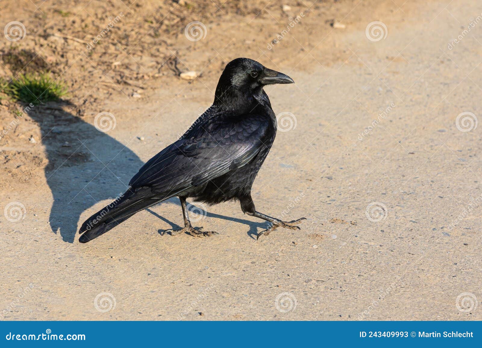 Carrion Crow Walking on the Ground Stock Image - Image of feather, walk ...